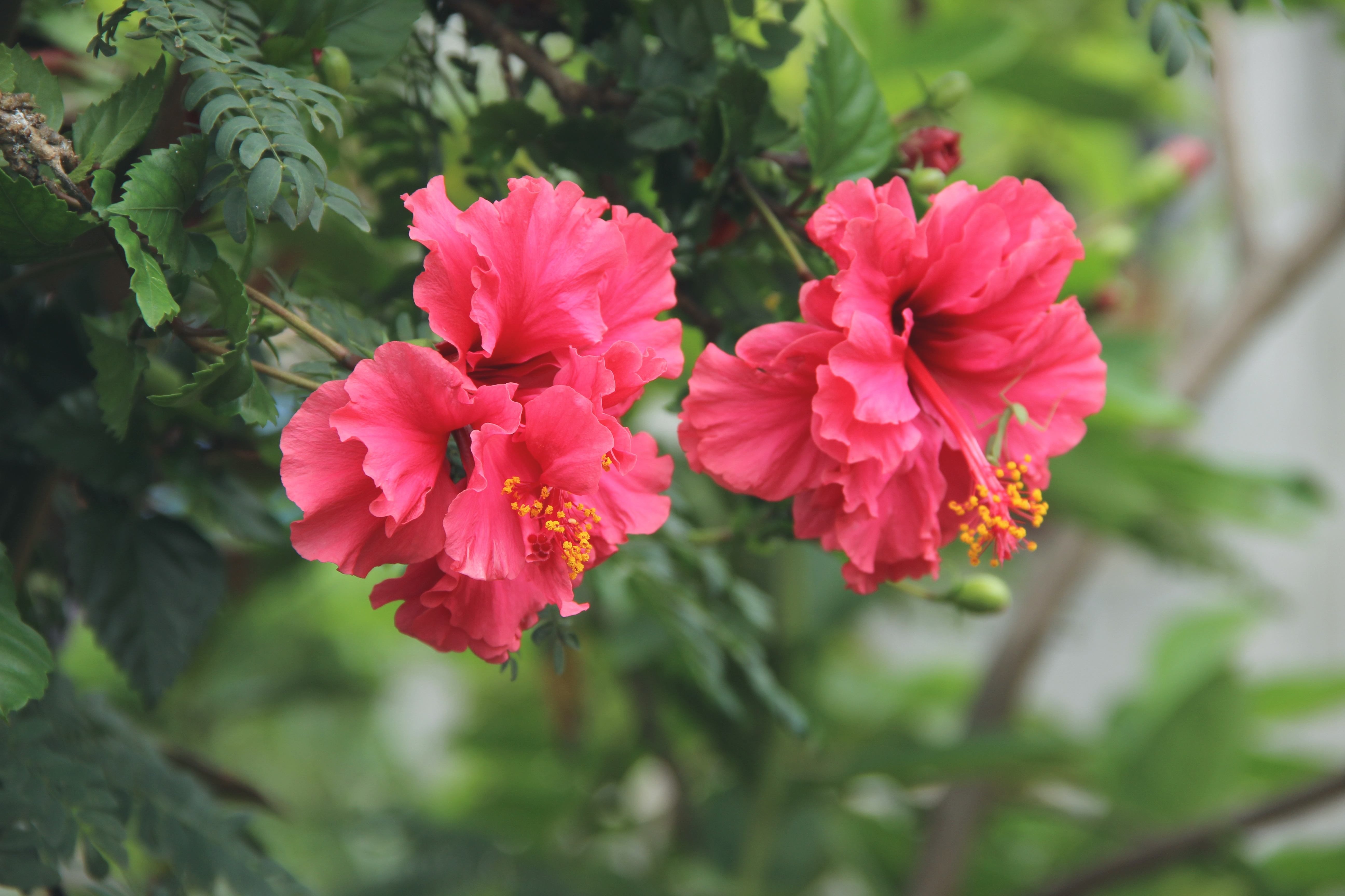 Download Nature Hibiscus 4k Ultra HD Wallpaper