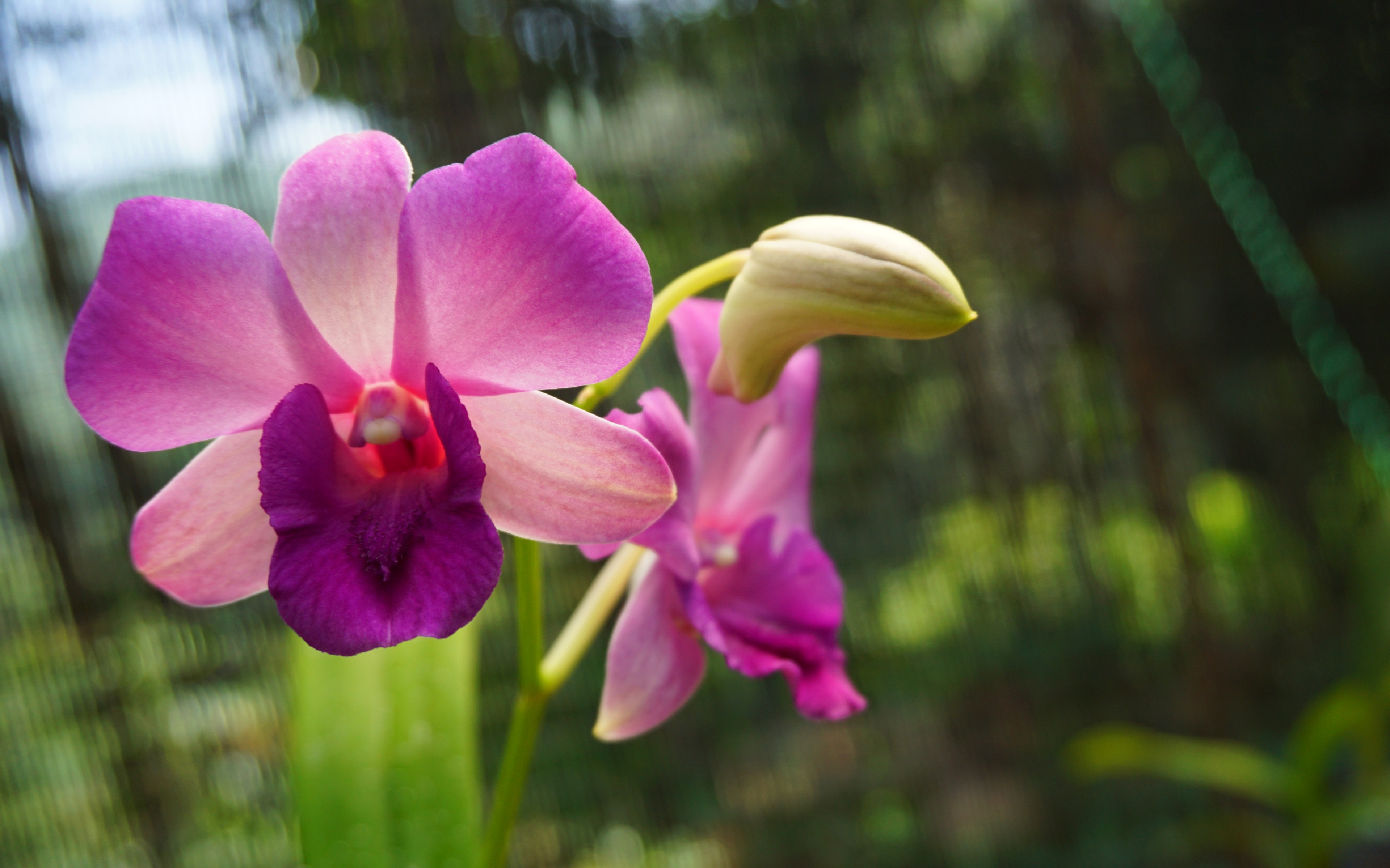 Download Nature Orchid 4k Ultra HD Wallpaper