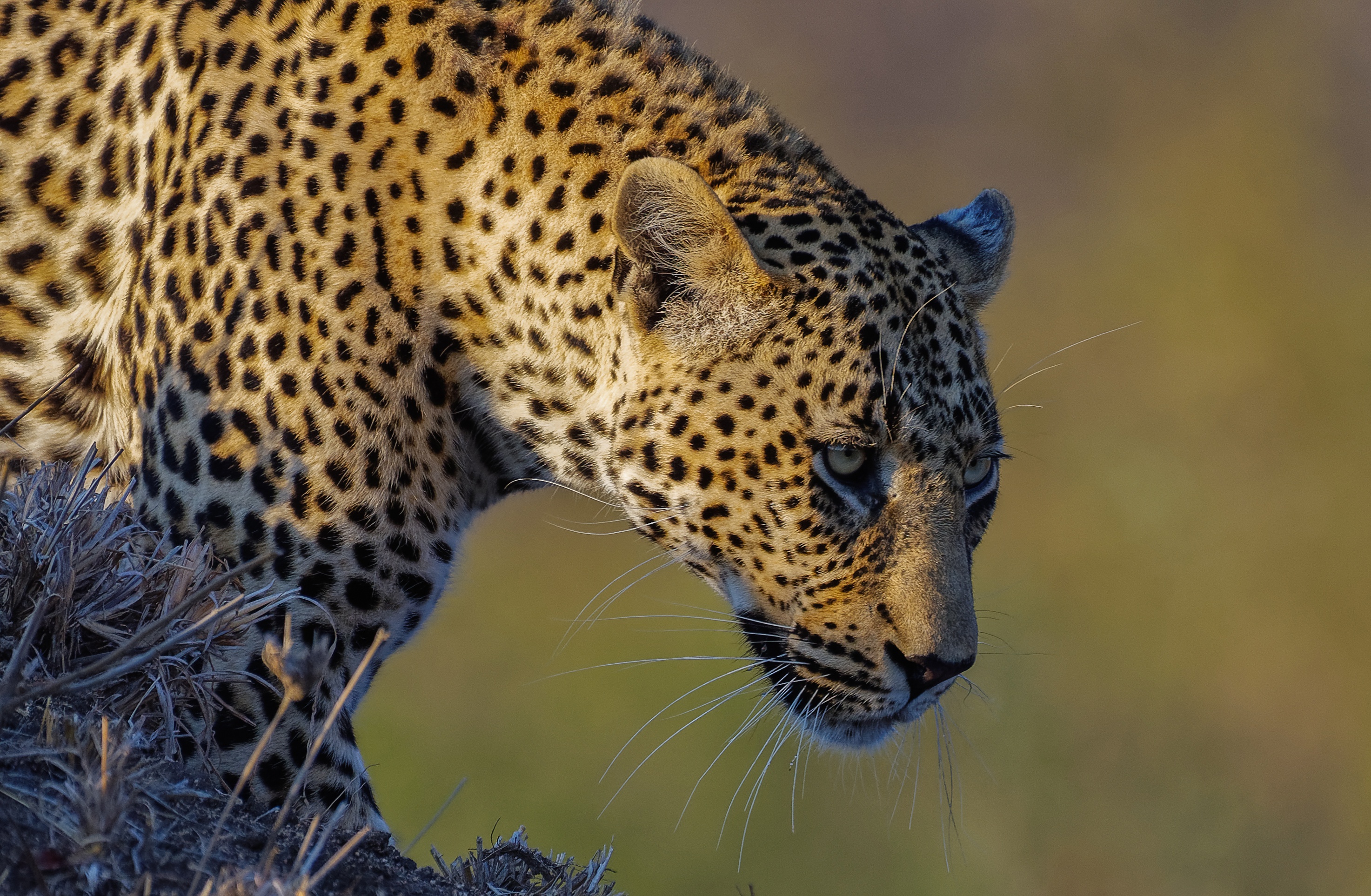 Download Animal Leopard HD Wallpaper