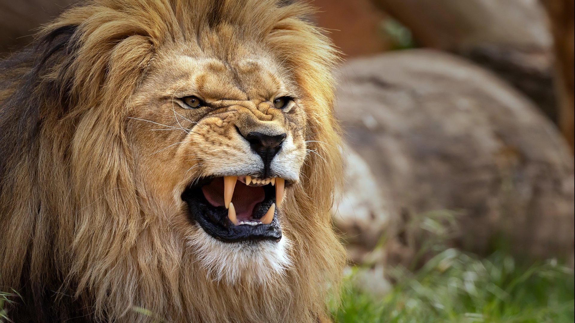 Majestic Roar: 4K Ultra HD Lion Portrait