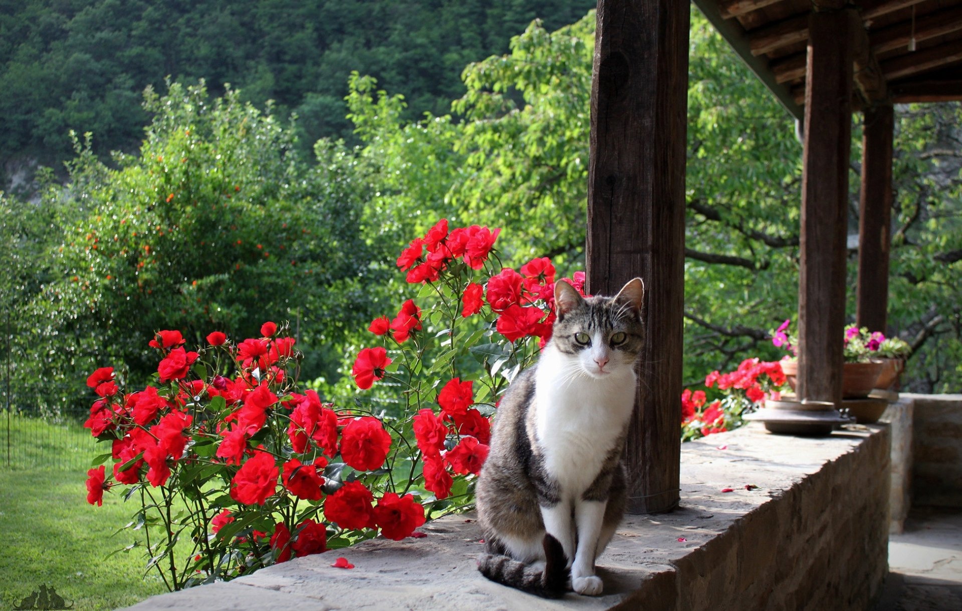 Download Red Flower Flower Animal Cat HD Wallpaper
