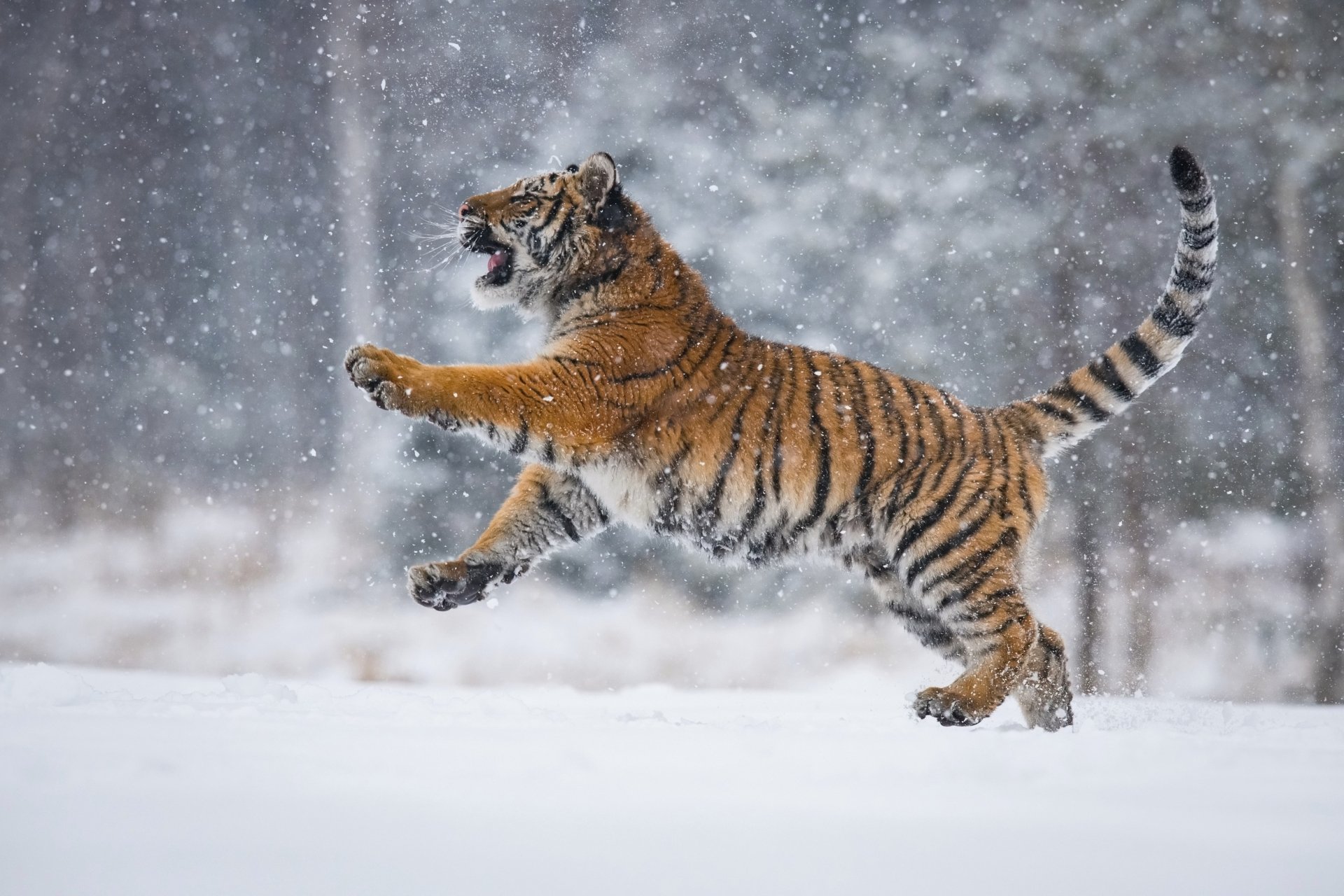 Download Winter Snowfall Snow Animal Tiger HD Wallpaper