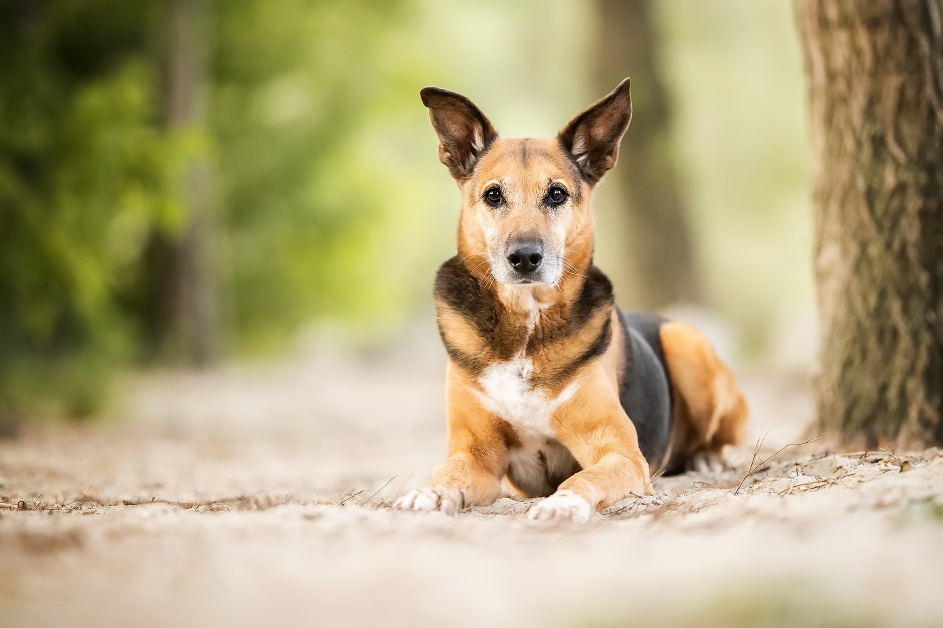 Download Depth Of Field Animal Dog HD Wallpaper | 2048x1365 | Wallpaper ...