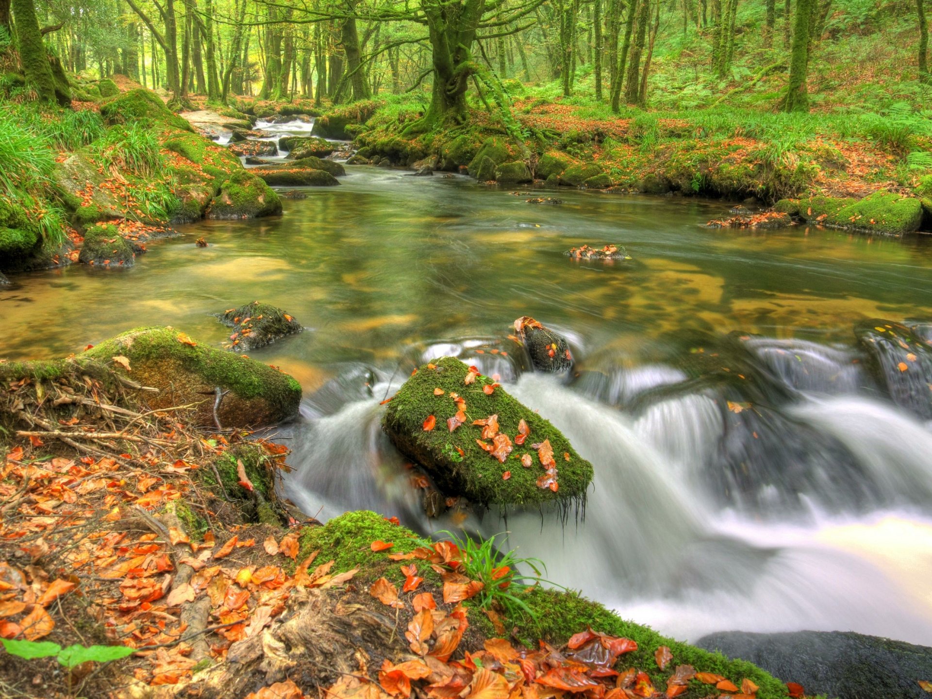 Download Leaf Moss Waterfall Ireland Fall Nature Stream HD Wallpaper