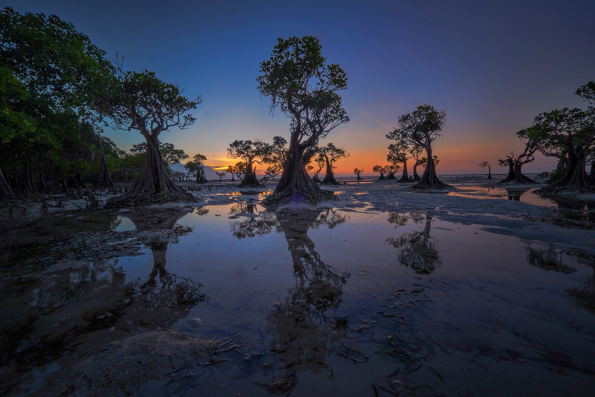 Trees Wallpapers Wallpaper Cave - Riset