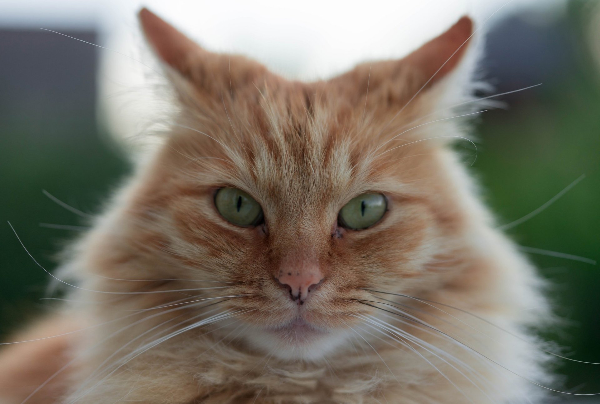 Regal Stare — HD Ginger Cat Wallpaper | 2048x1378 | Wallpaper Abyss