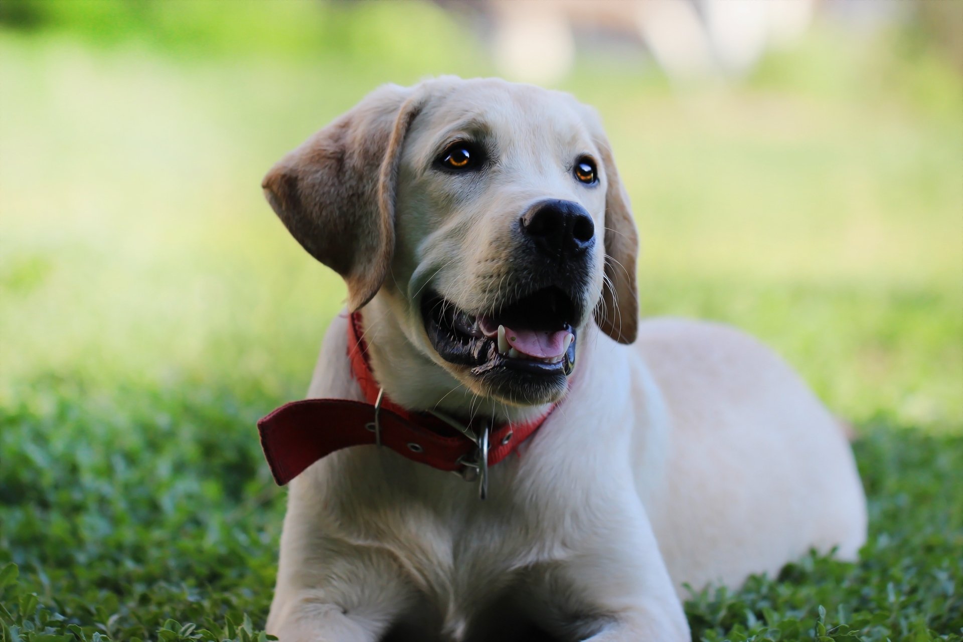 Download Puppy Dog Animal Labrador Retriever HD Wallpaper