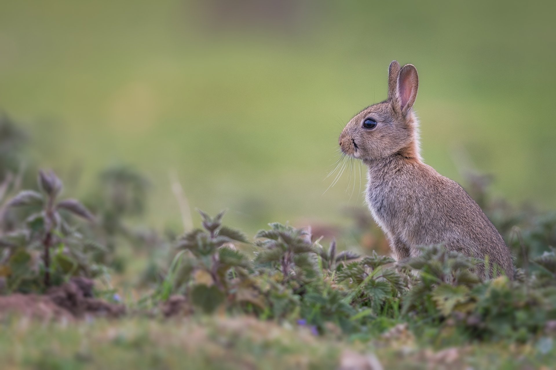 Serene Rabbit in Nature – HD Animal Wallpaper