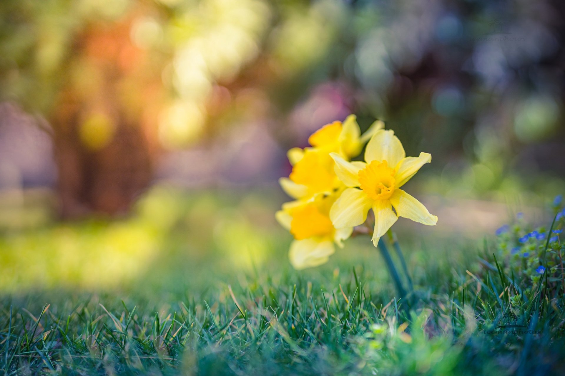Download Narcissus Nature Daffodil HD Wallpaper