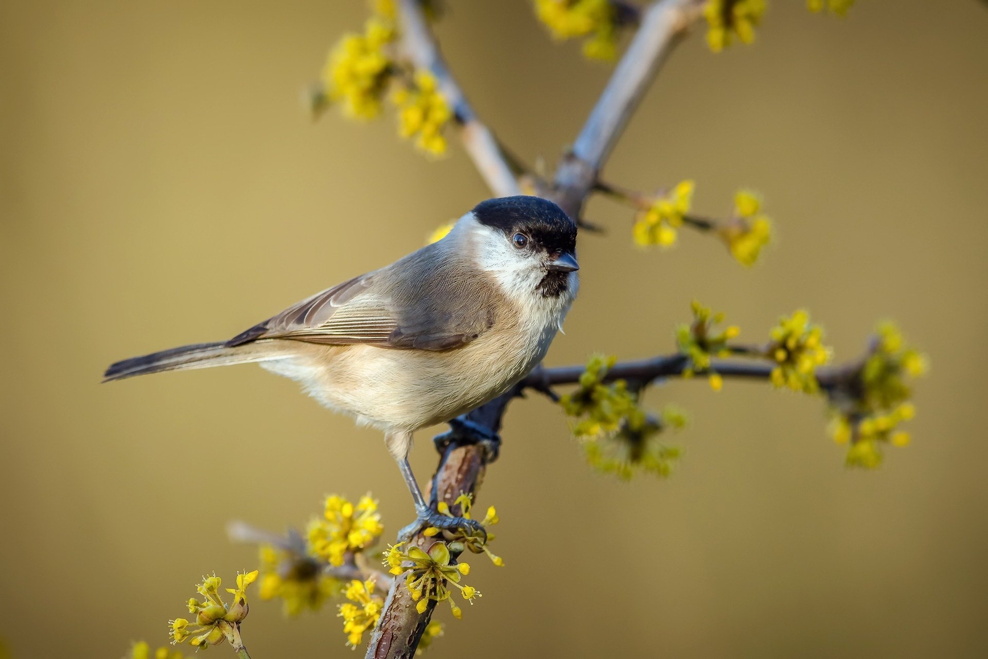 Download Marsh Tit Animal Titmouse HD Wallpaper