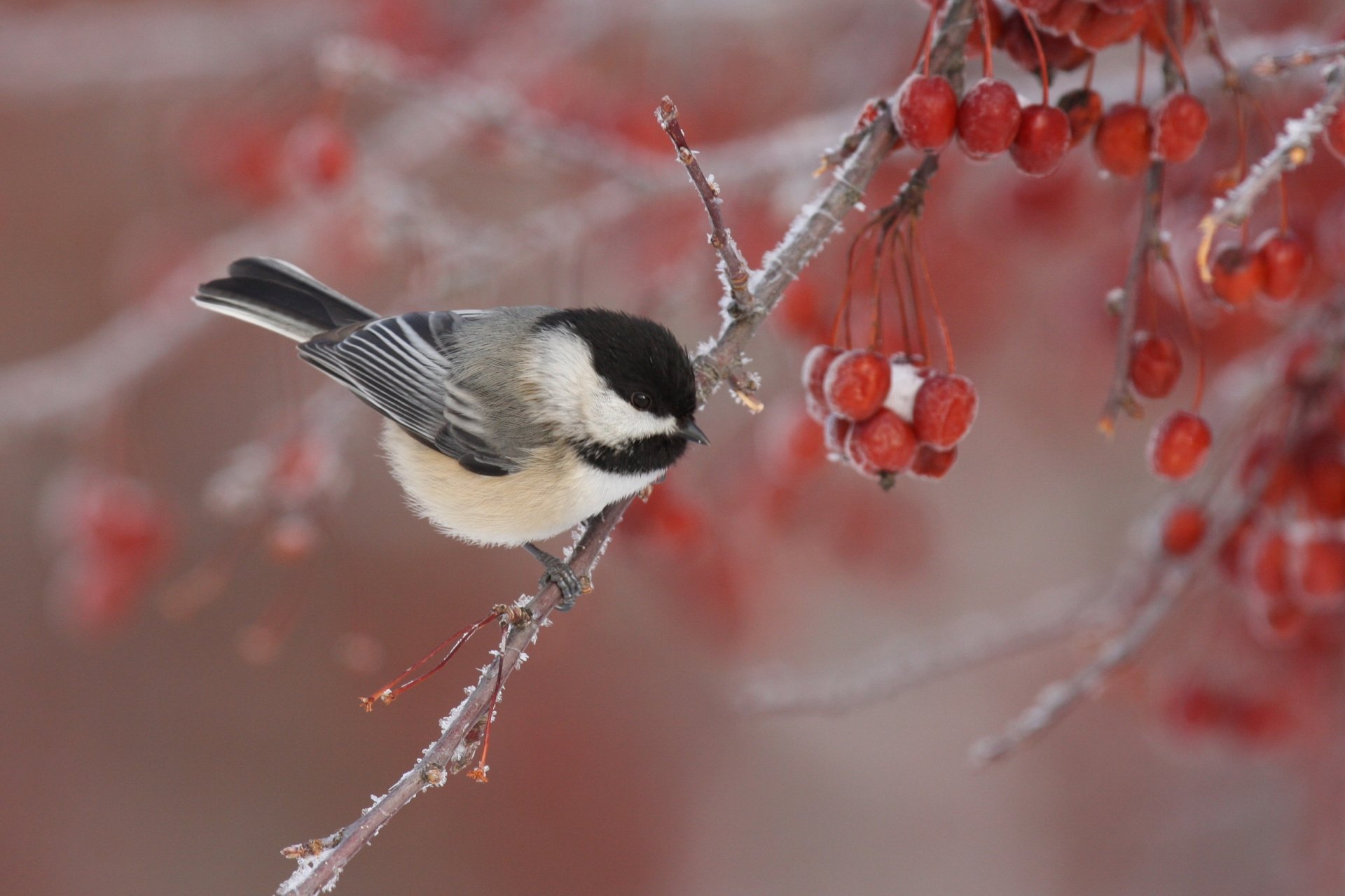 Winter Titmouse on Berry-Laden Branch HD Wallpaper | 3232x2154 ...