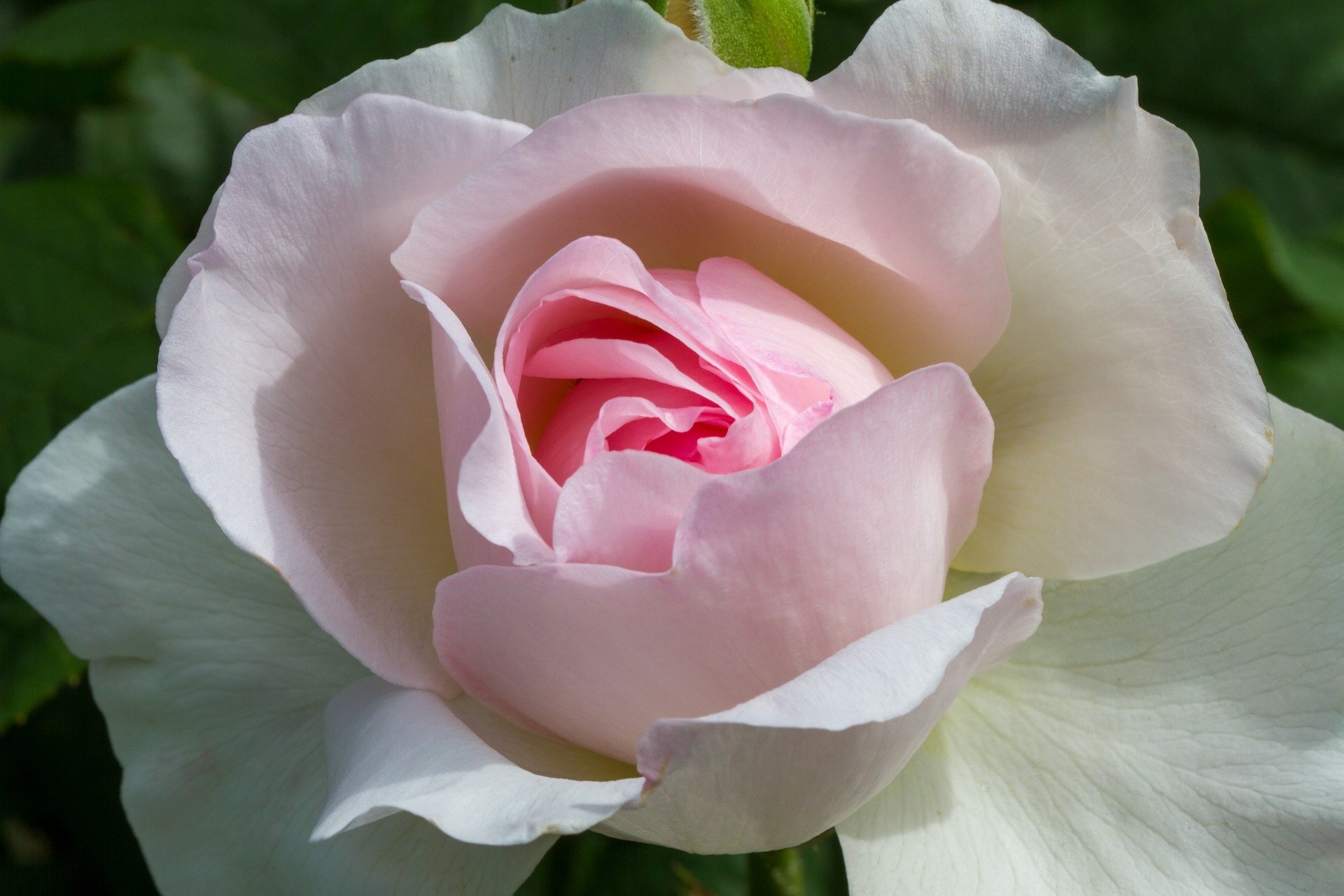 Download Nature Rose HD Wallpaper