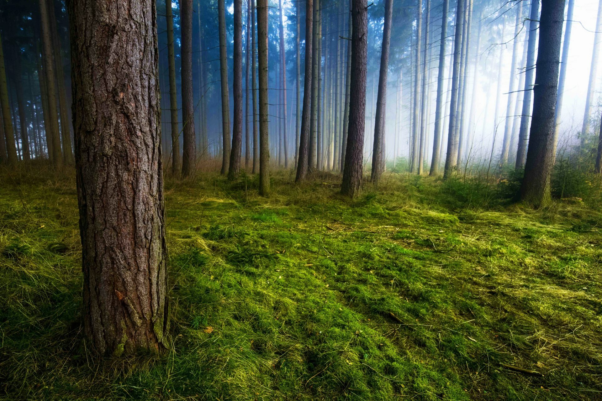 Download Moss Greenery Nature Forest HD Wallpaper | 1920x1280 ...