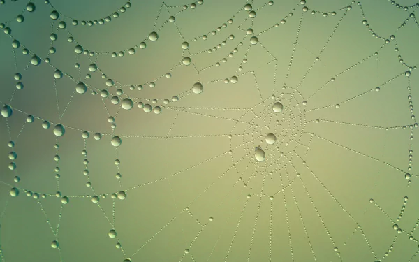[30+] Spider Web 4k Wallpapers