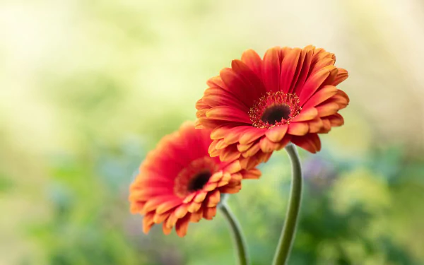 [280+] Gerbera Wallpapers