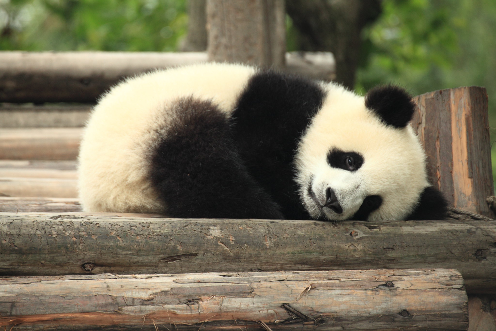 Download Animal Panda HD Wallpaper