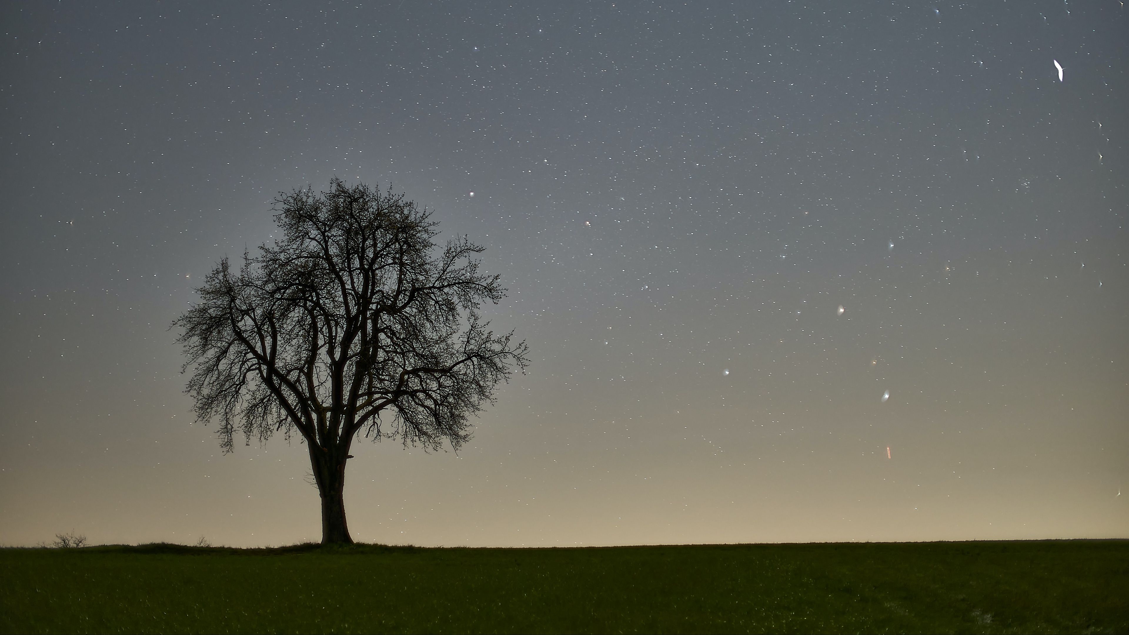 Download Field Star Sky Twilight Nature Tree 4k Ultra HD Wallpaper
