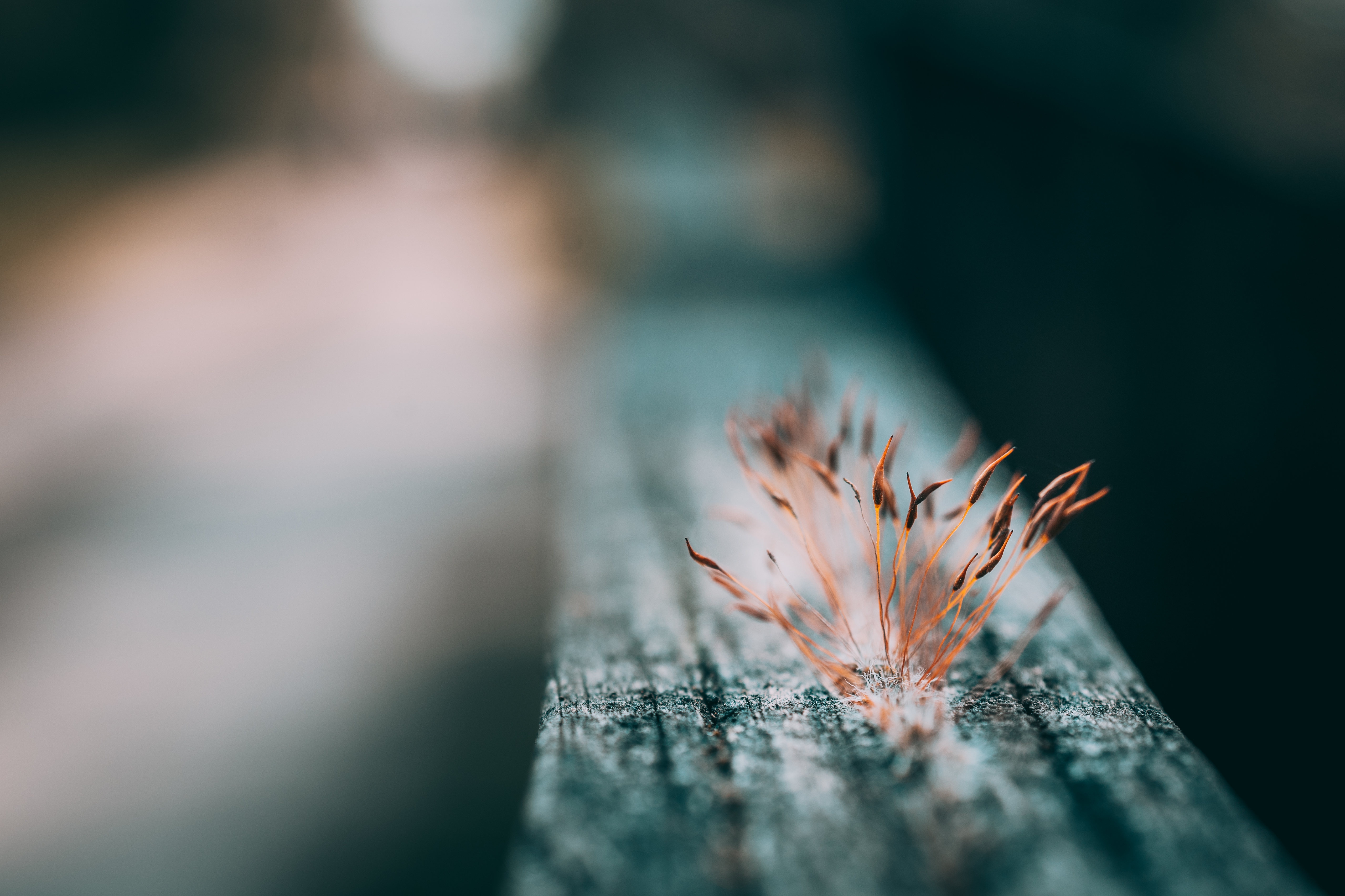 Download Photography Macro 4k Ultra HD Wallpaper