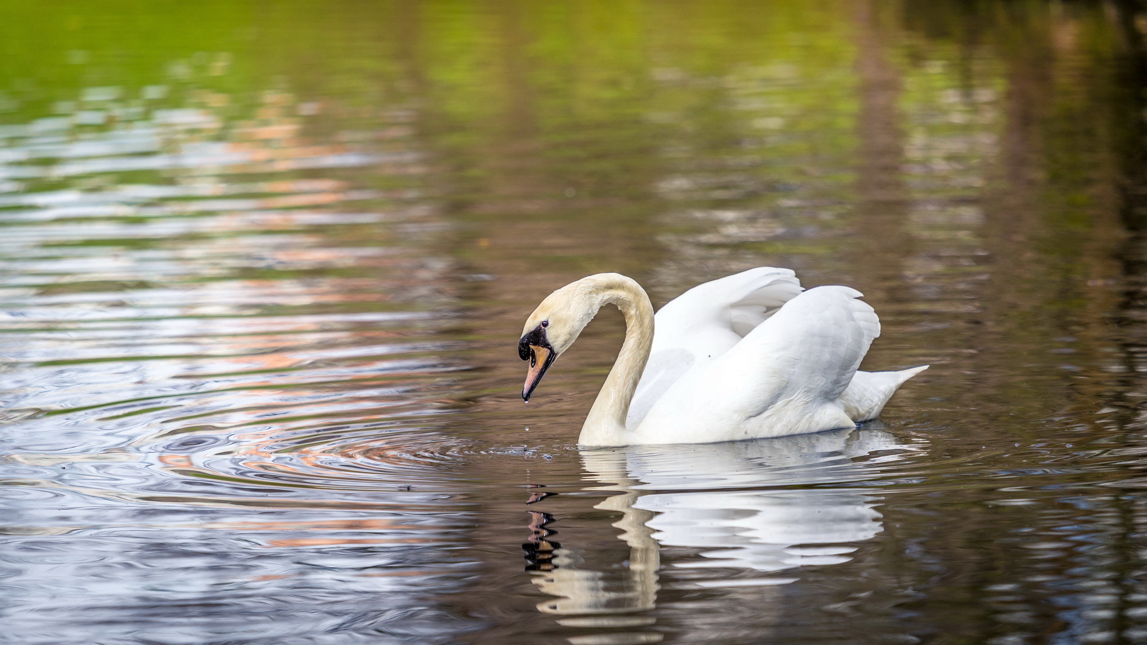 Download Swan Bird Animal Mute Swan 4k Ultra HD Wallpaper