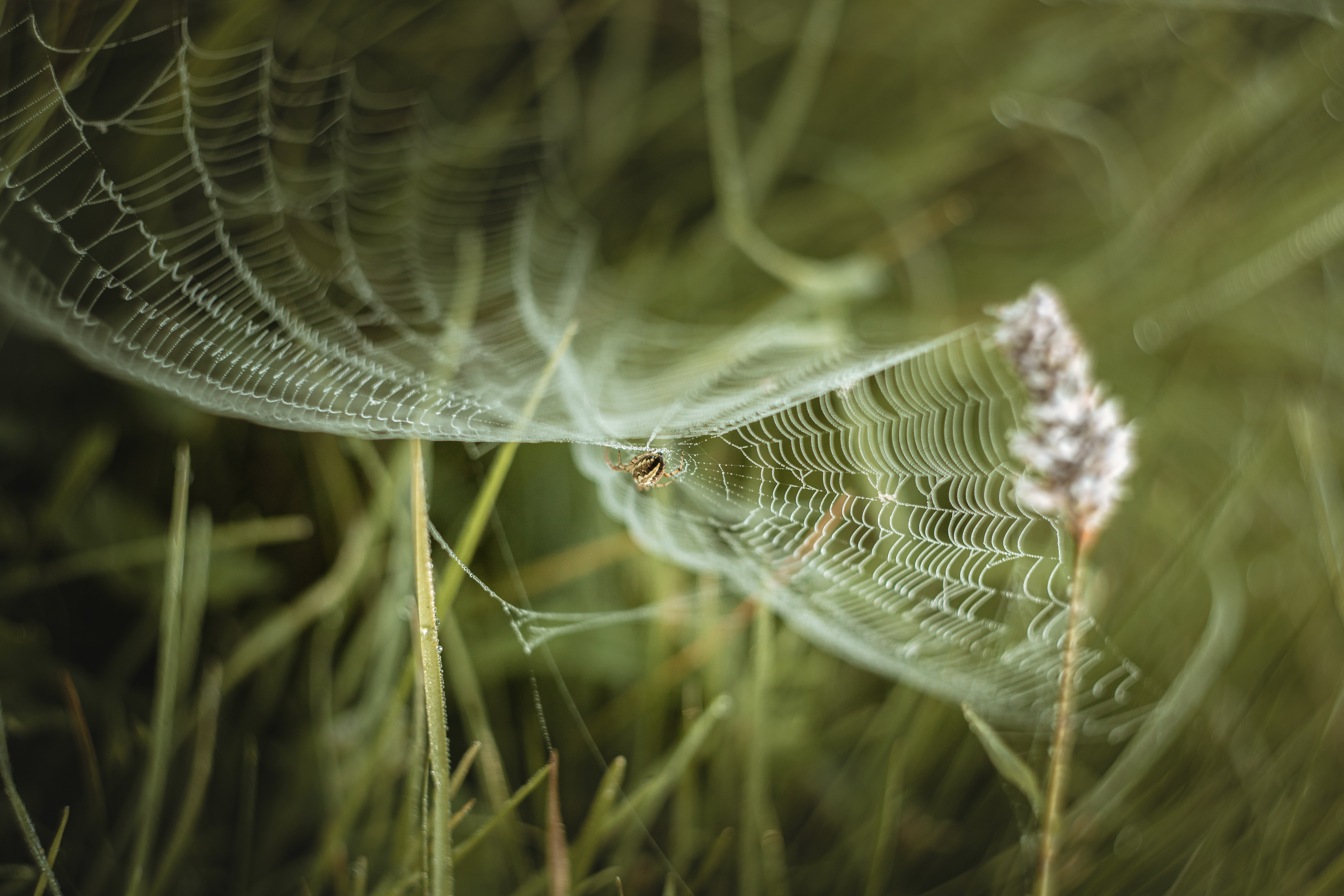 Download Macro Spider Web Spider Animal 4k Ultra HD Wallpaper