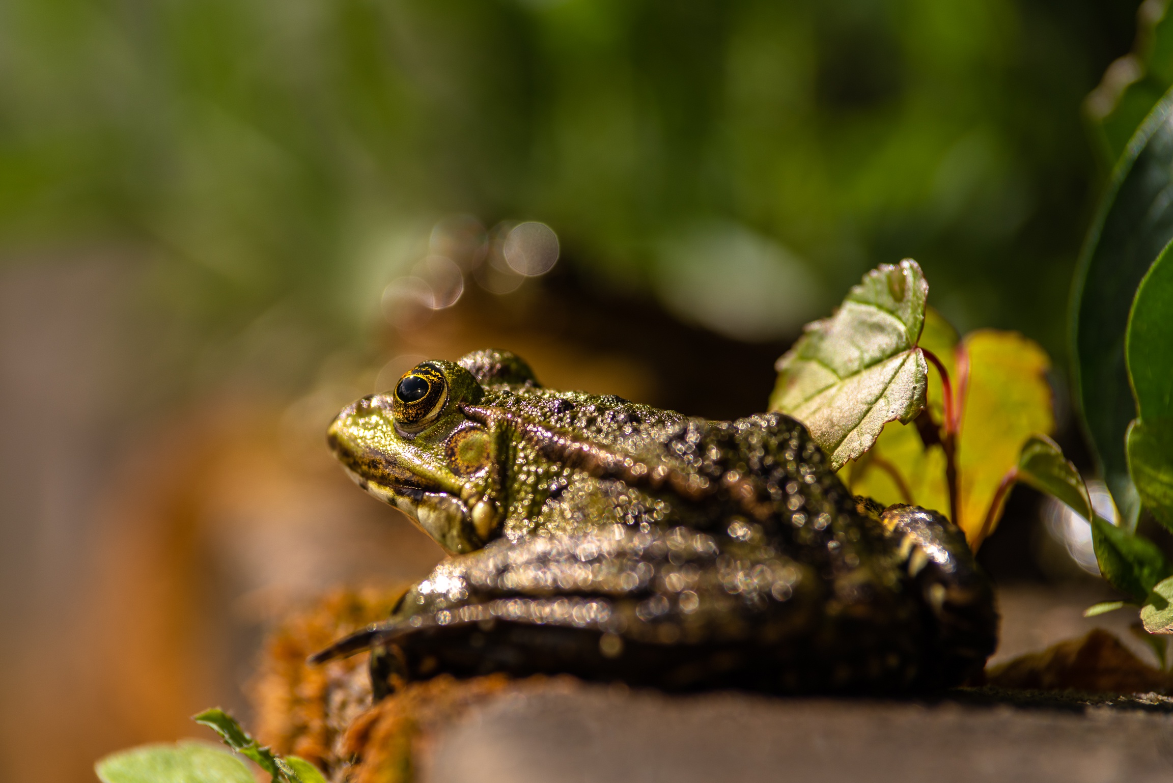 Download Amphibian Macro Animal Frog HD Wallpaper