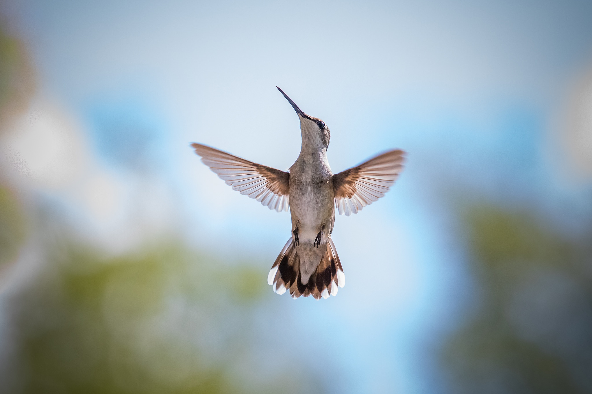 Hummingbird Background 3D HD Wallpaper Pxfuel, 53% OFF