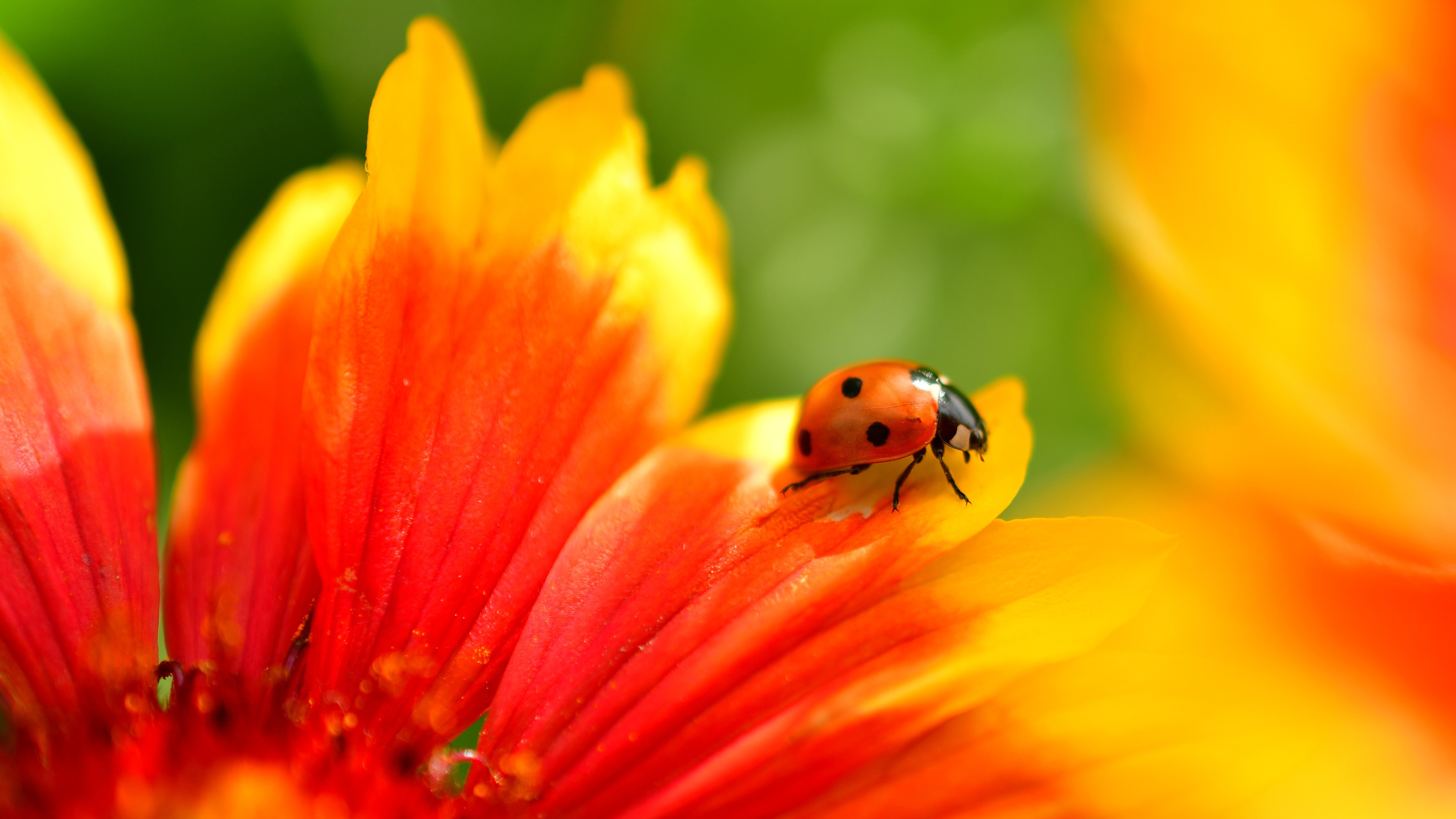 Ladybug 4k Ultra HD Wallpaper