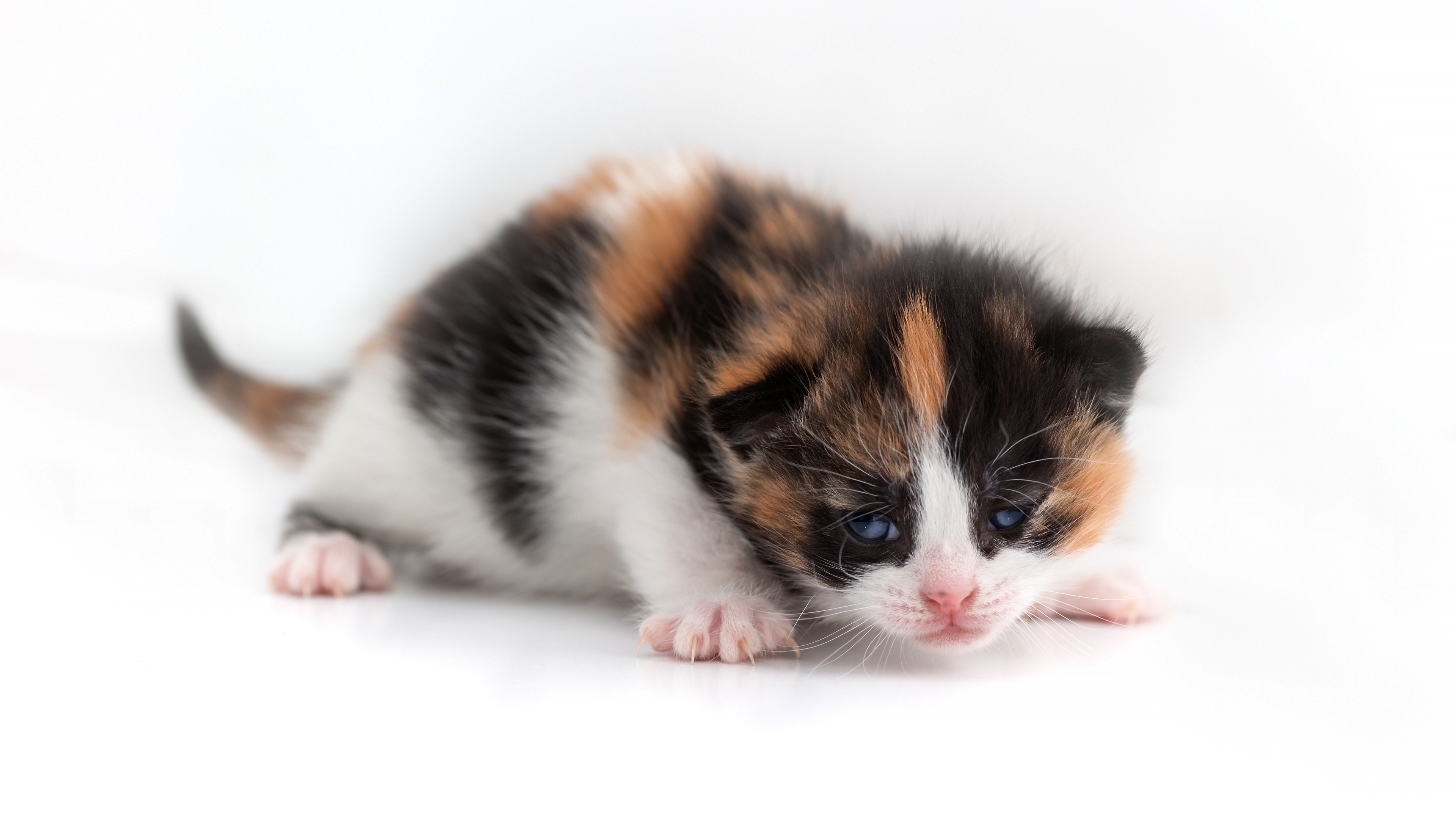 Download Kitten Animal Cat 4k Ultra HD Wallpaper