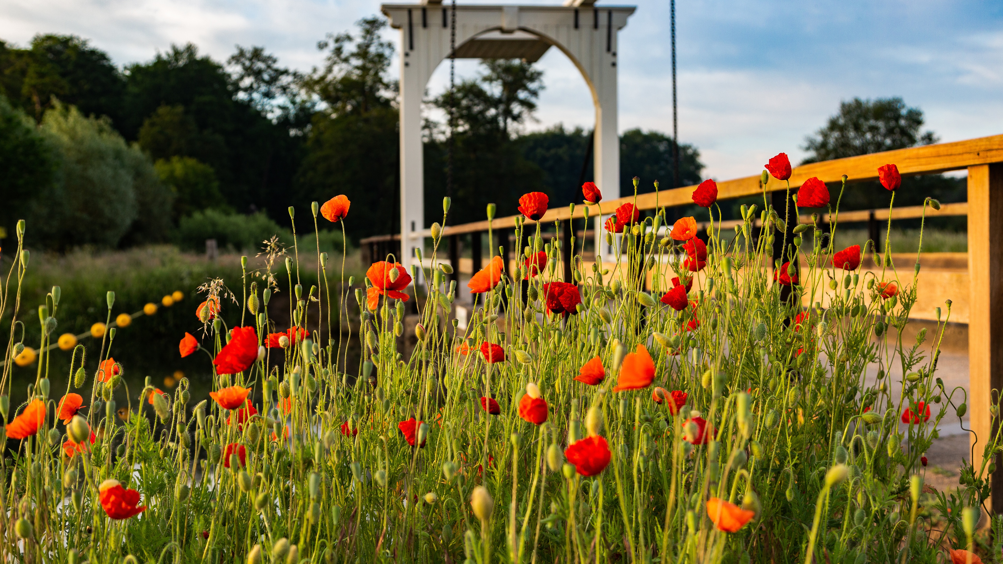 Download Arch Fence Poppy Flower Man Made Bridge 4k Ultra HD Wallpaper