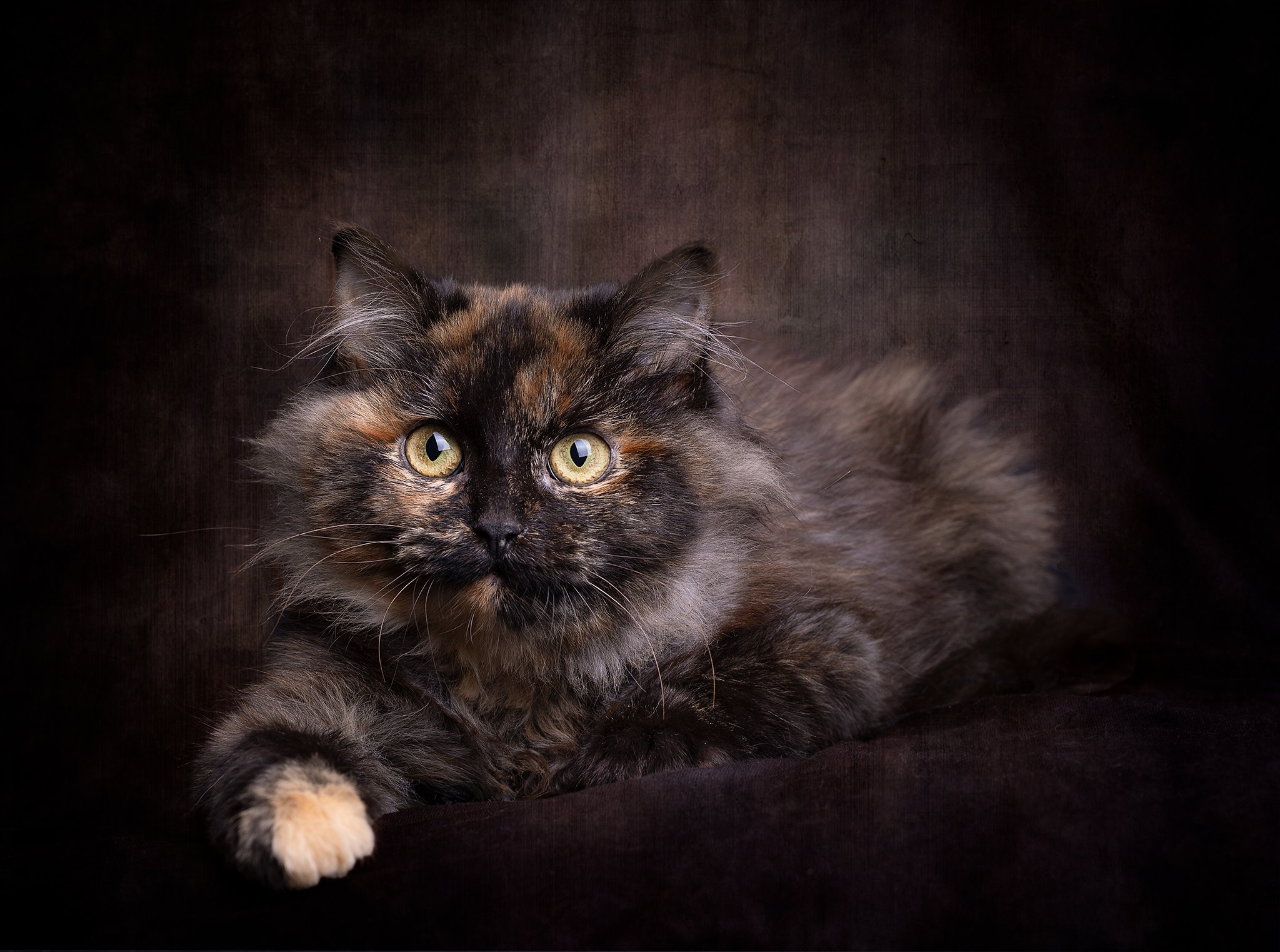 Download Stare Animal Cat HD Wallpaper