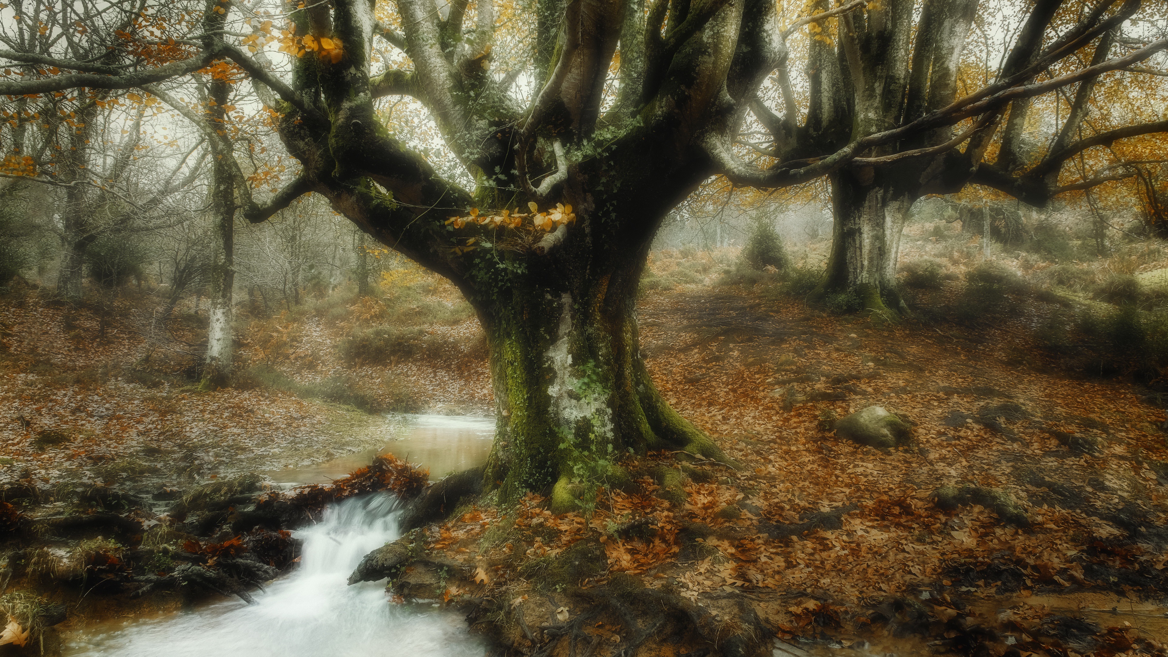 Download Tree Forest Nature Stream 4k Ultra HD Wallpaper