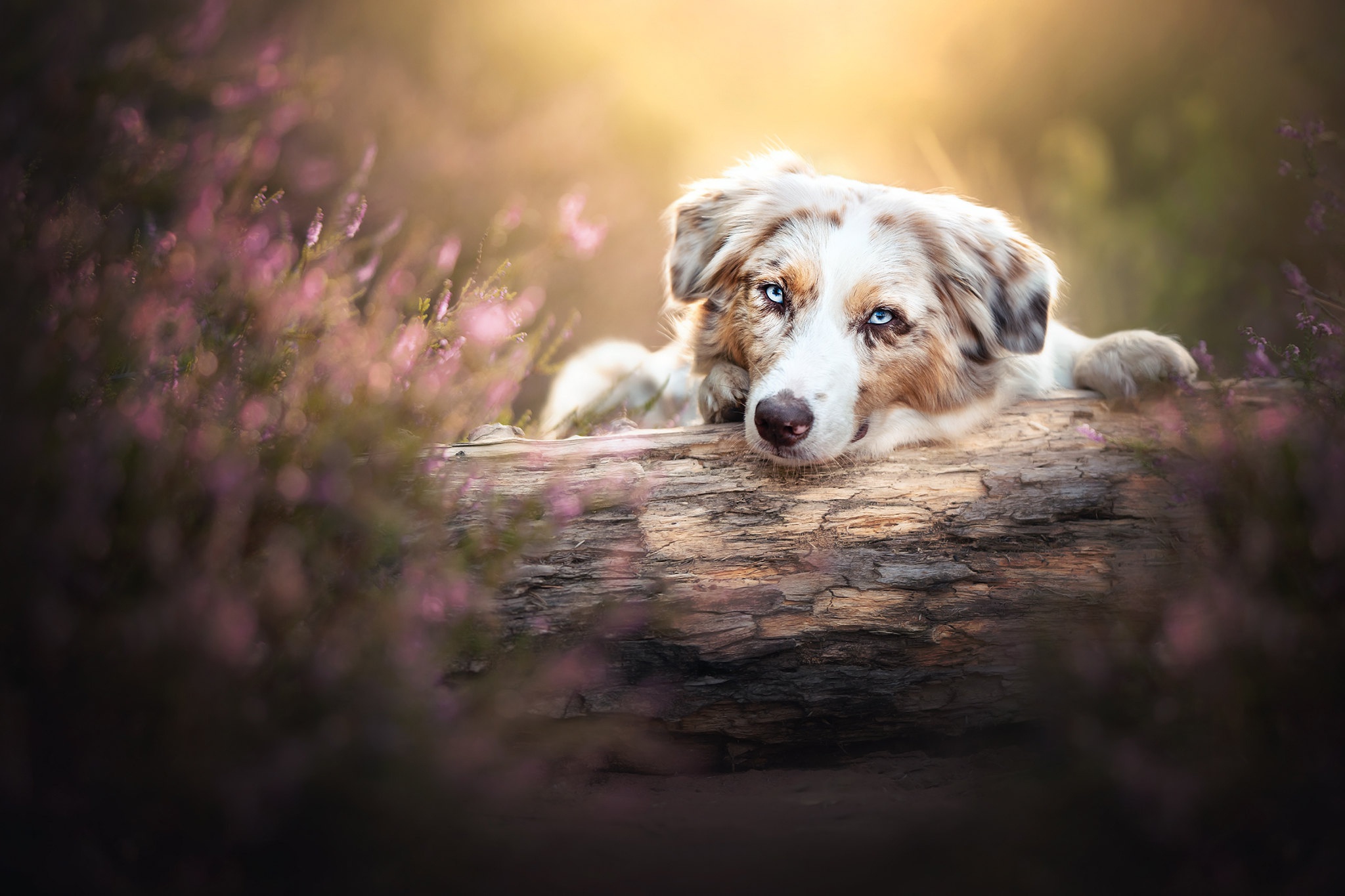 Australian Shepherd HD Wallpaper
