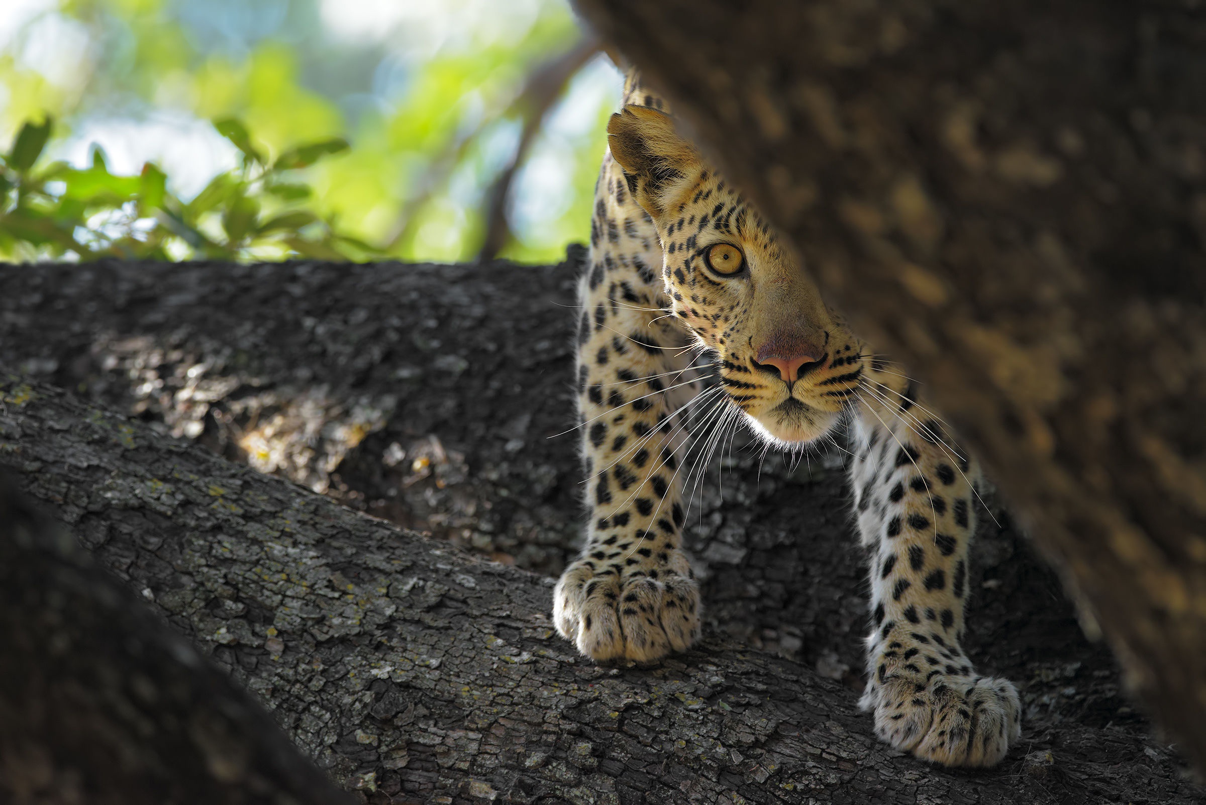 Download Animal Leopard HD Wallpaper