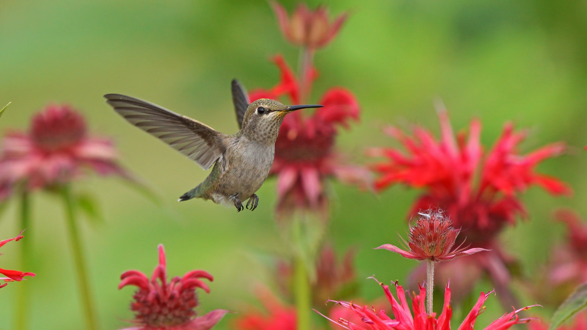 Download Bird Flower Animal Hummingbird HD Wallpaper