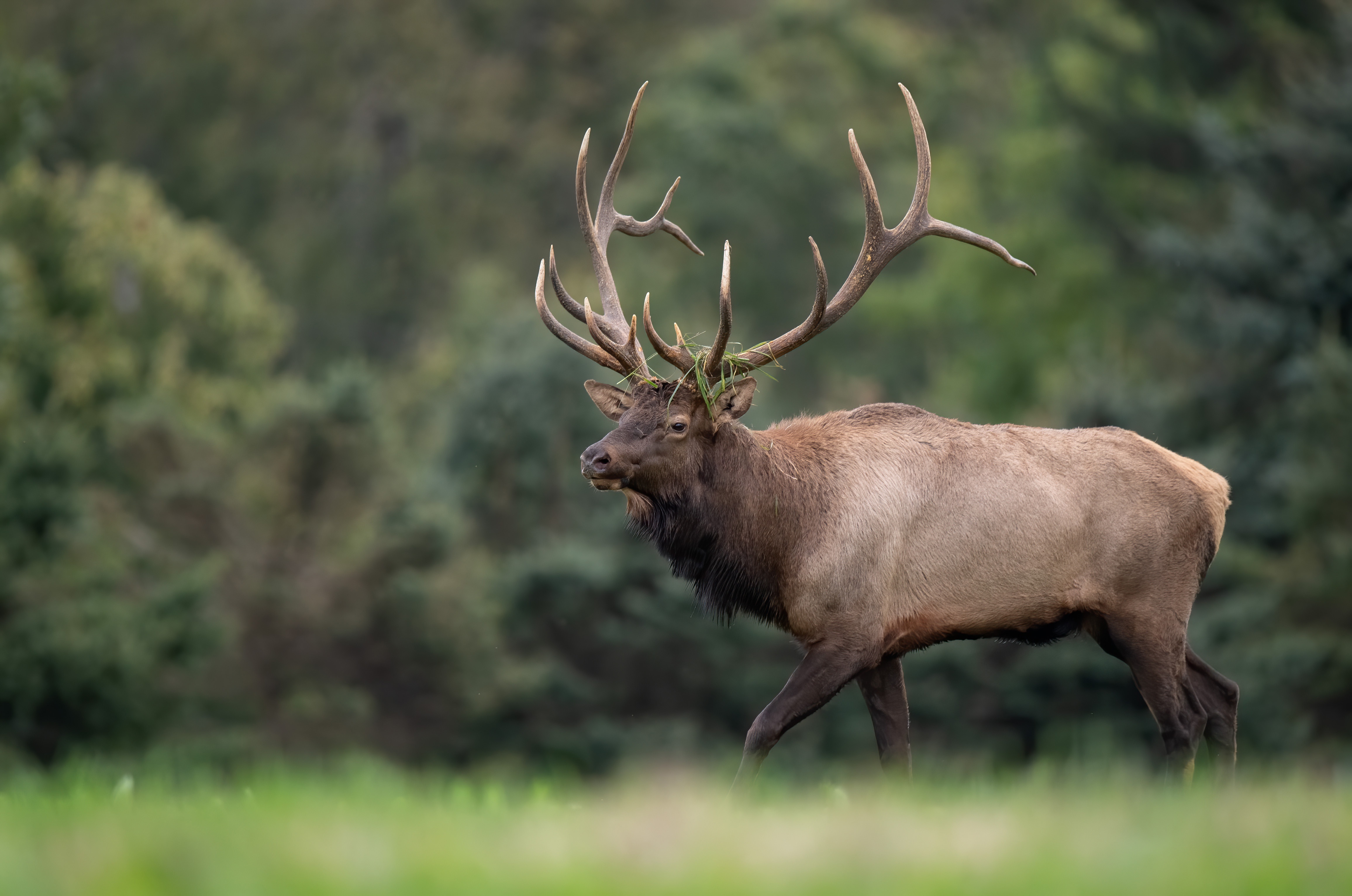 Ultra Hd 4k Deer Deer Horns Snow Winter Blur Forest Background 4K HD