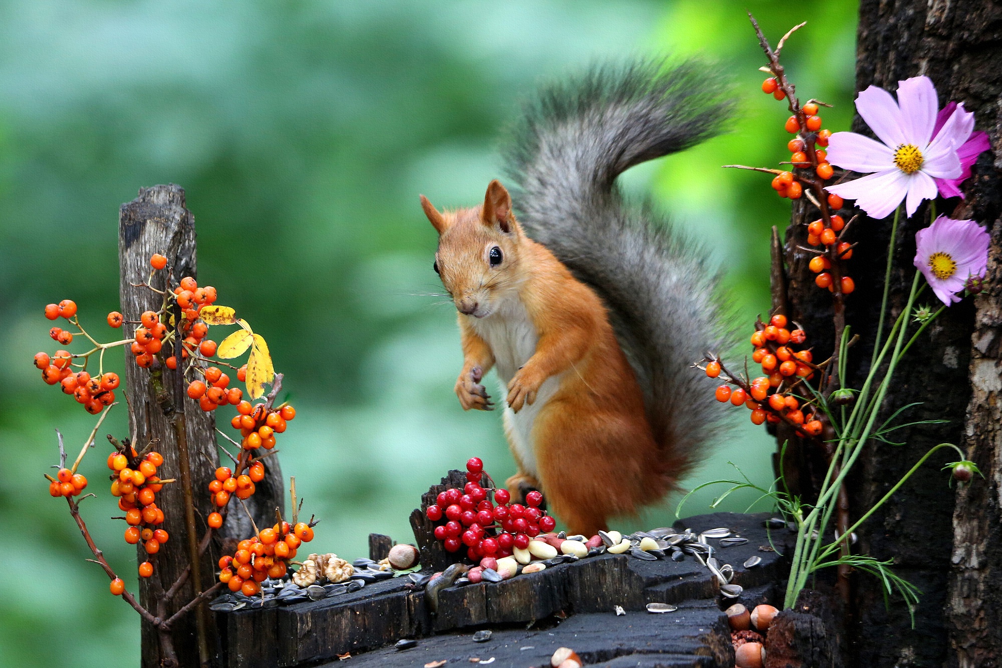 Download Rodent Animal Squirrel HD Wallpaper