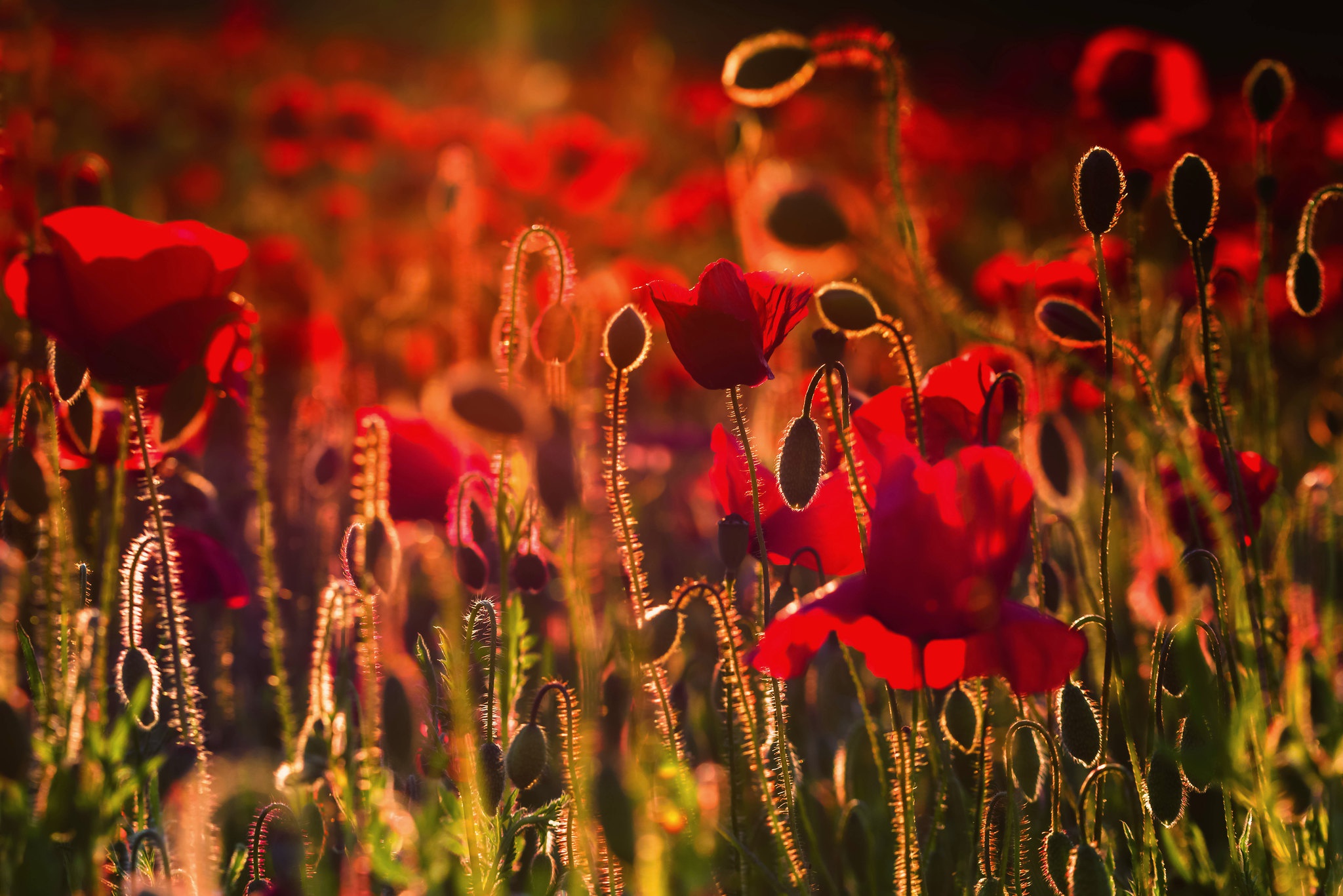 Download Summer Red Flower Nature Flower Poppy HD Wallpaper