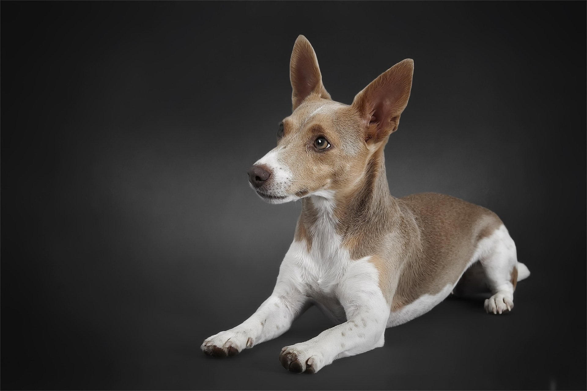 Basenji - Desktop Wallpapers, Phone Wallpaper, PFP, Gifs, and More!