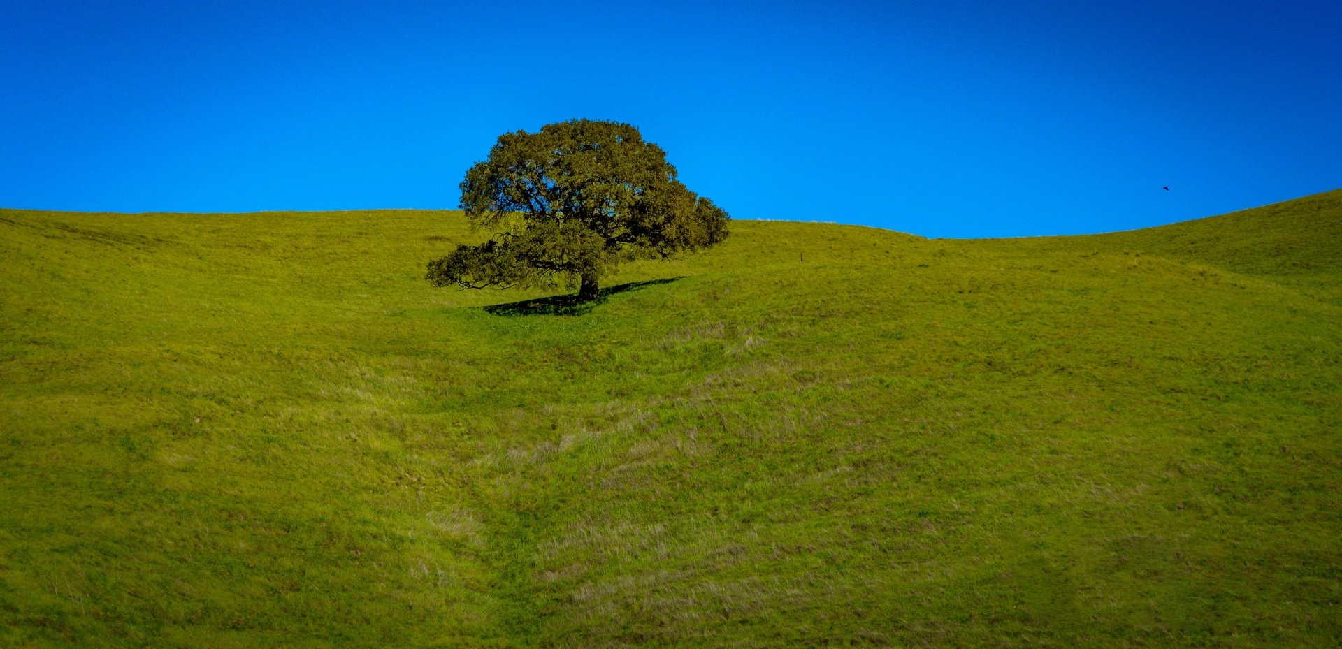 Download Hill Grass Sky Nature Tree 4k Ultra HD Wallpaper
