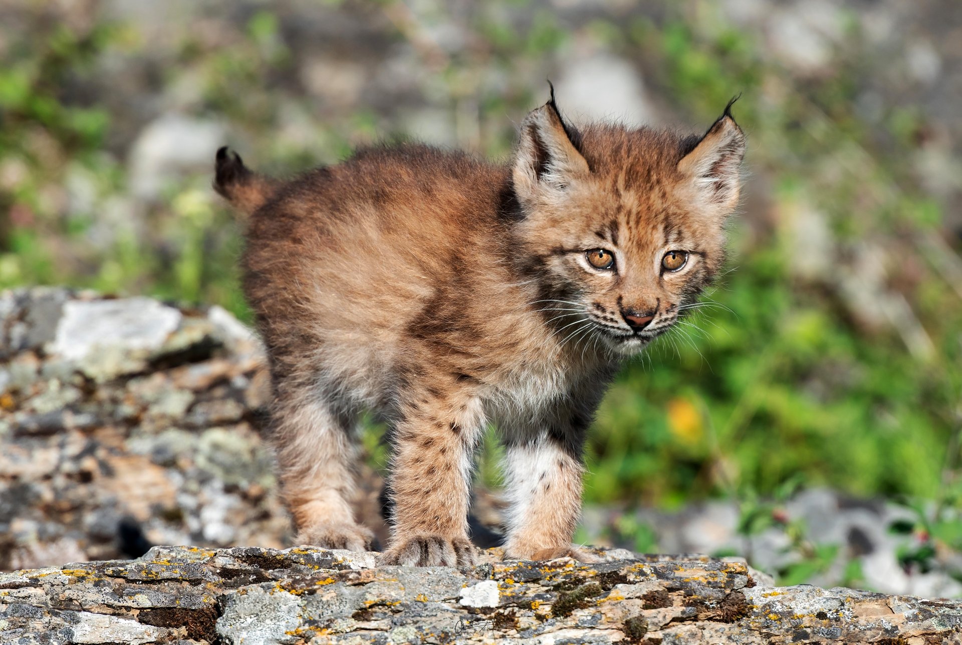 Download Animal Lynx 4k Ultra HD Wallpaper