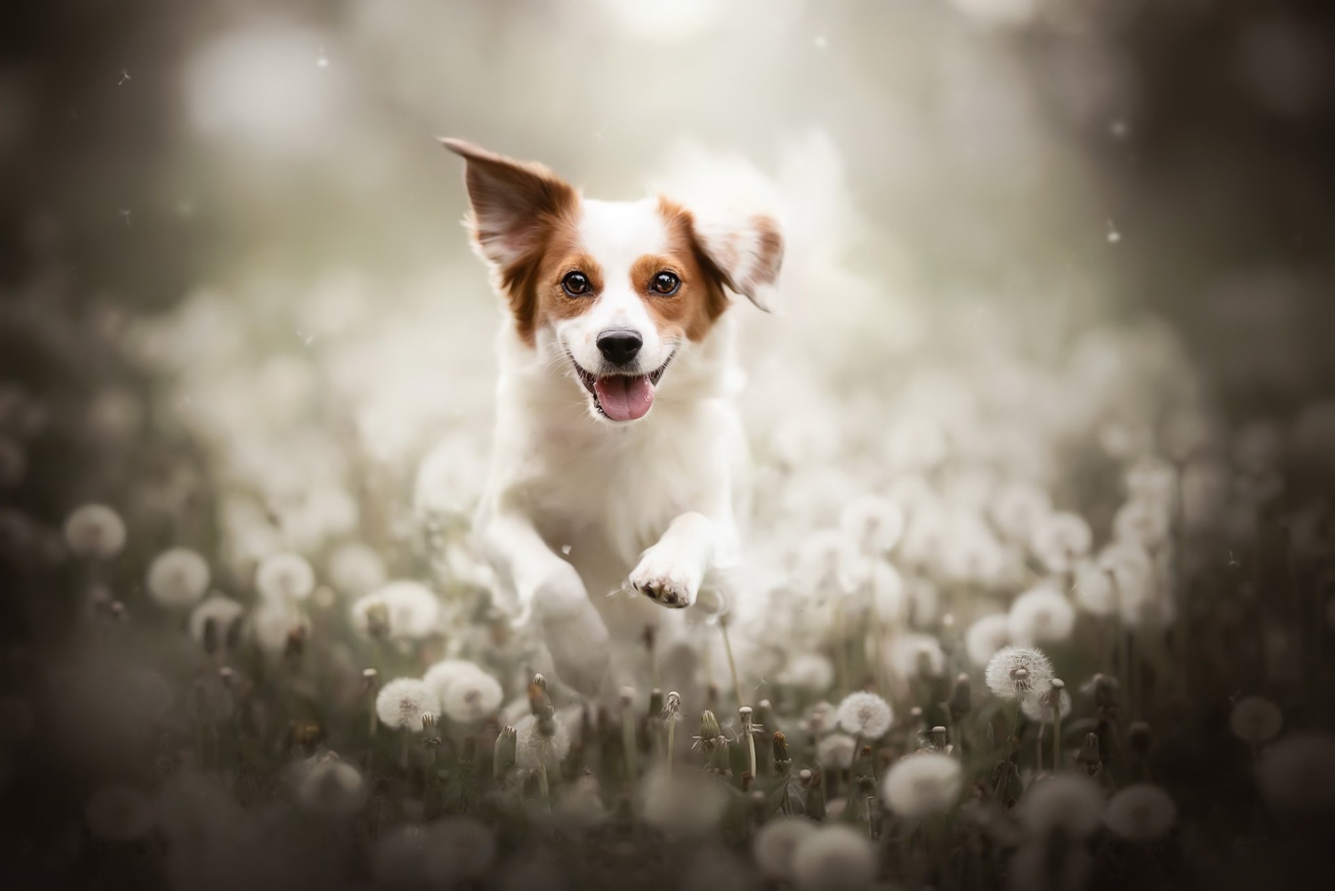 Download Dandelion Animal Dog HD Wallpaper by Dackelpup