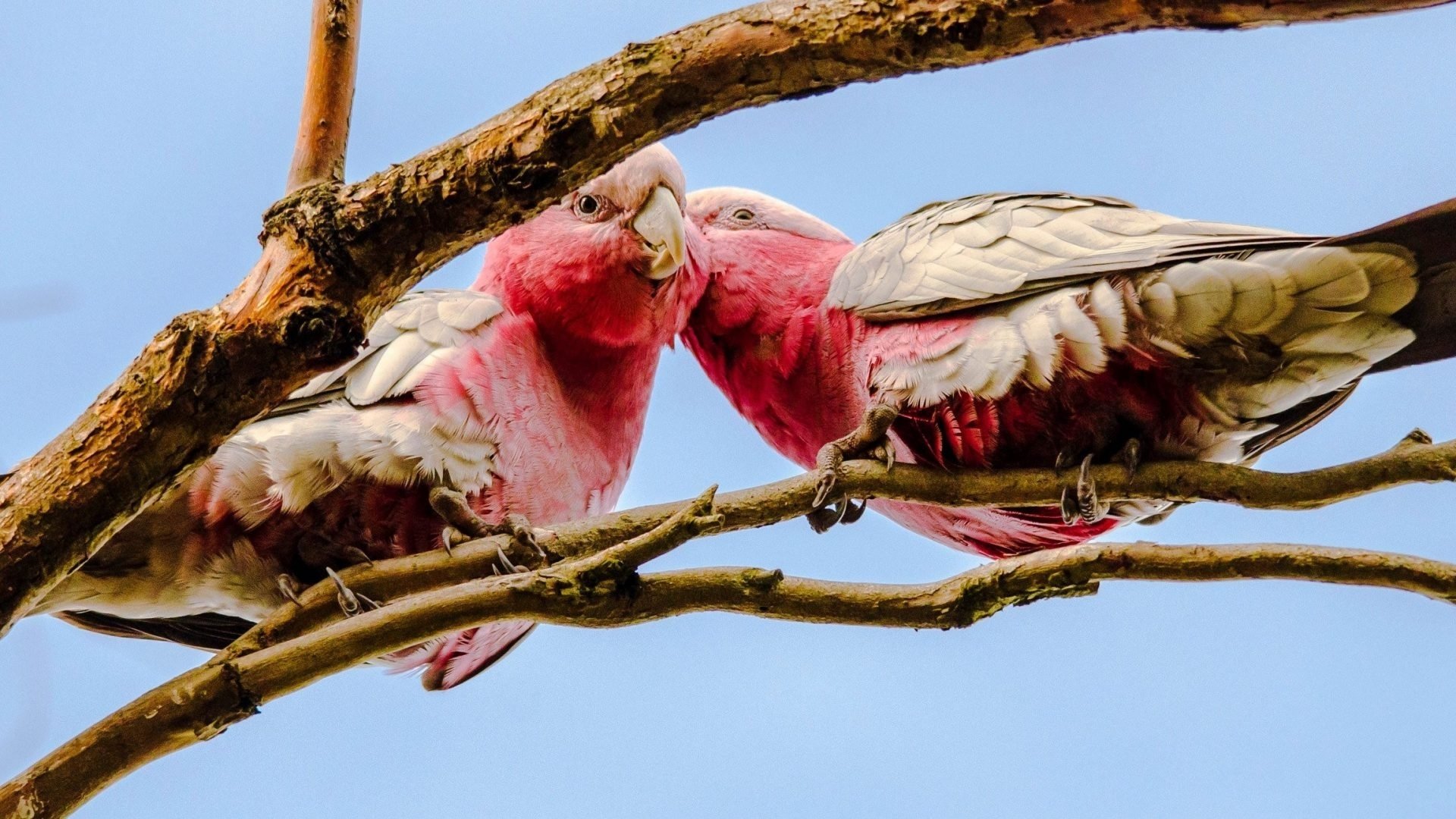 Download Parrot Bird Animal Galah HD Wallpaper