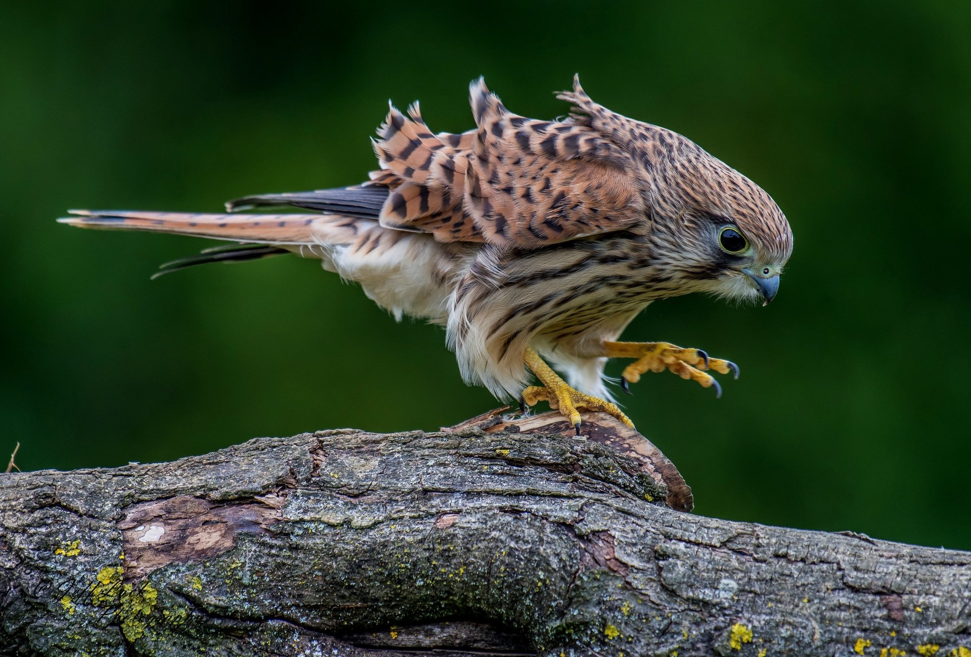 Download Bird Of Prey Bird Animal Kestrel HD Wallpaper