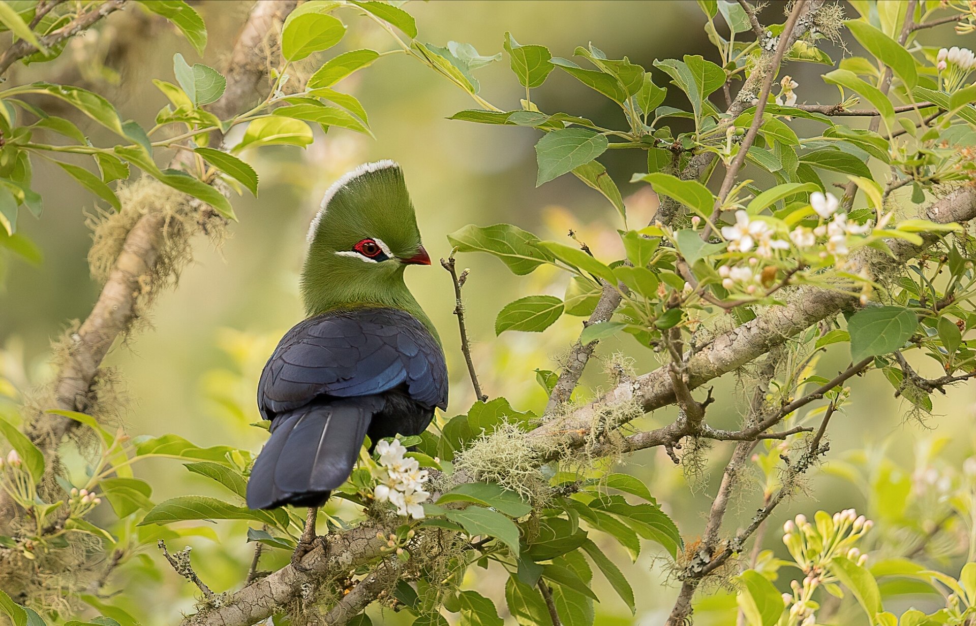 Emerald Turaco on Mossy Branch — HD Nature Wallpaper by Bruno Conjeaud
