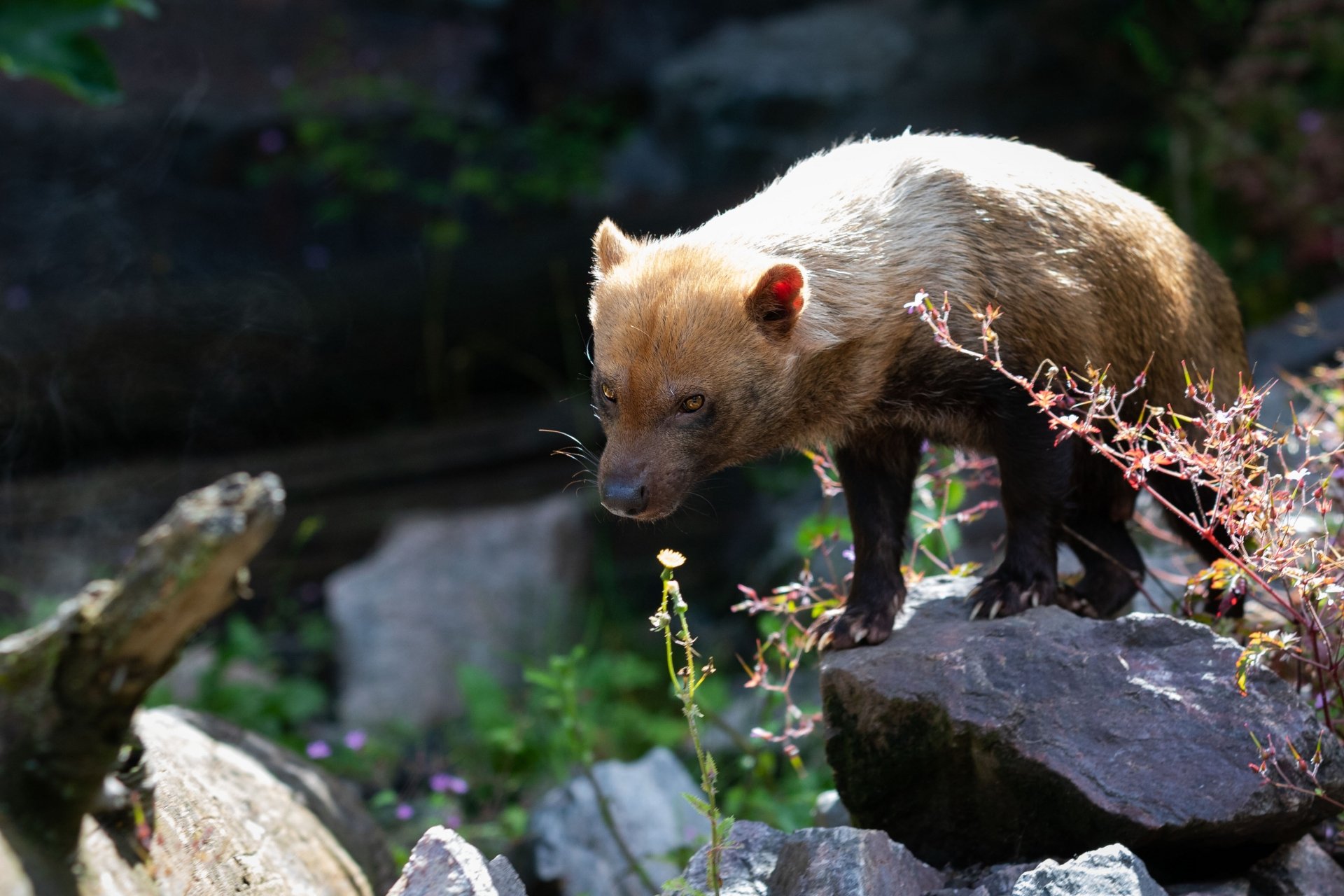 Download Animal Bush Dog 4k Ultra HD Wallpaper