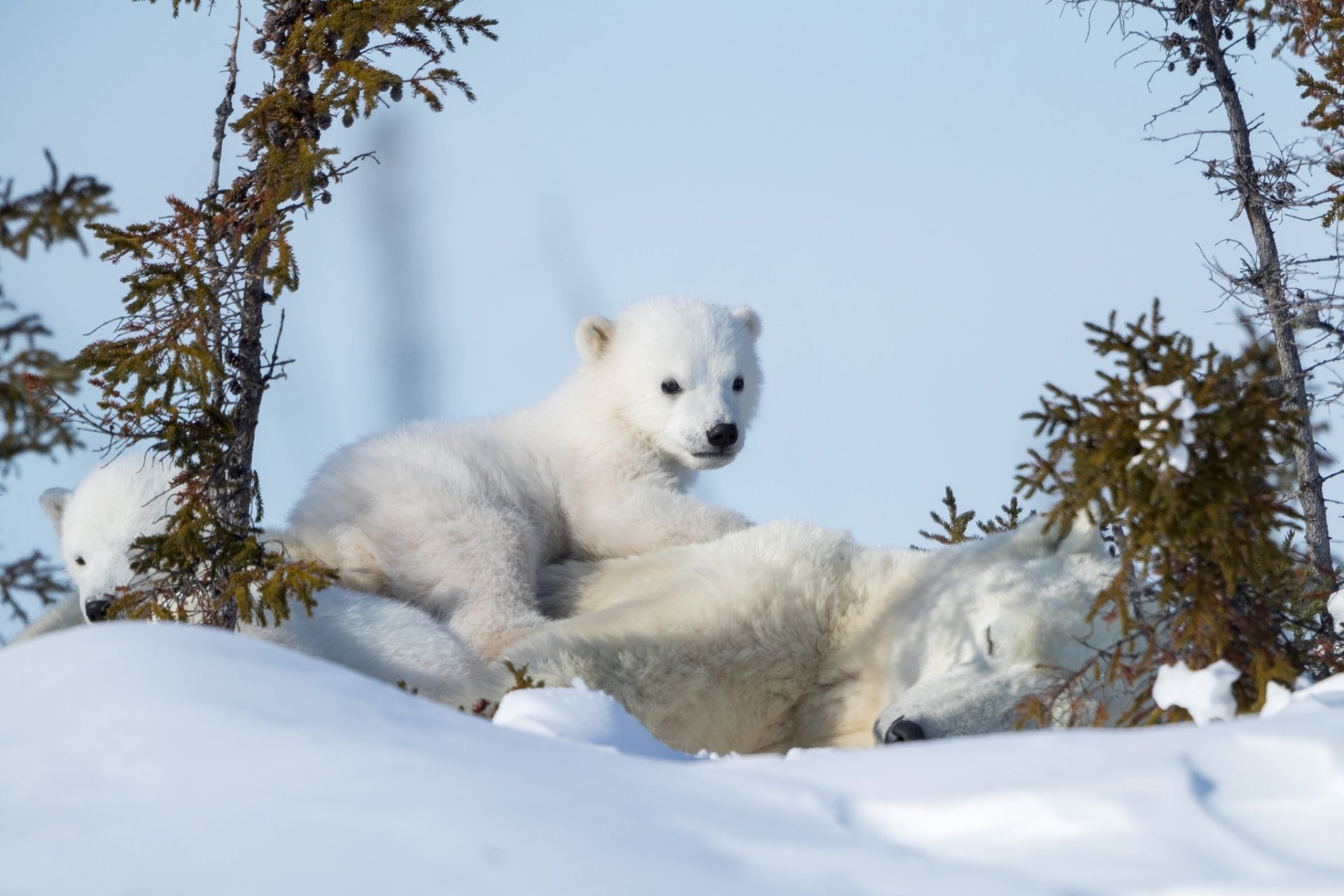 Download Cub Baby Animal Snow Winter Animal Polar Bear Winter Animals ...
