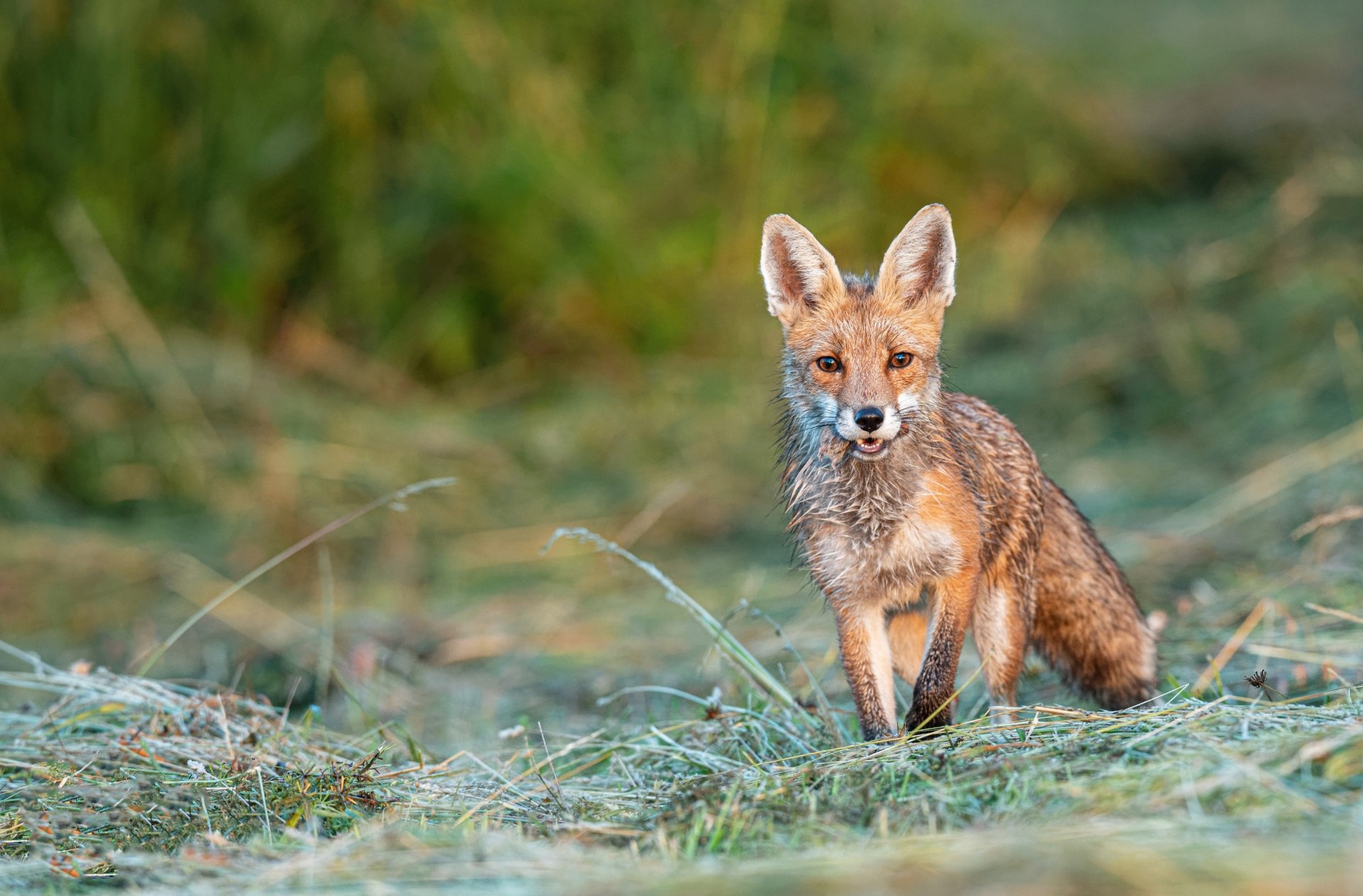 Animal Fox 4k Ultra HD Wallpaper