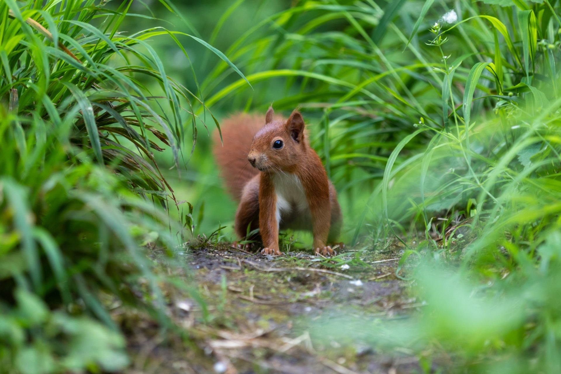 Download Rodent Animal Squirrel 4k Ultra HD Wallpaper