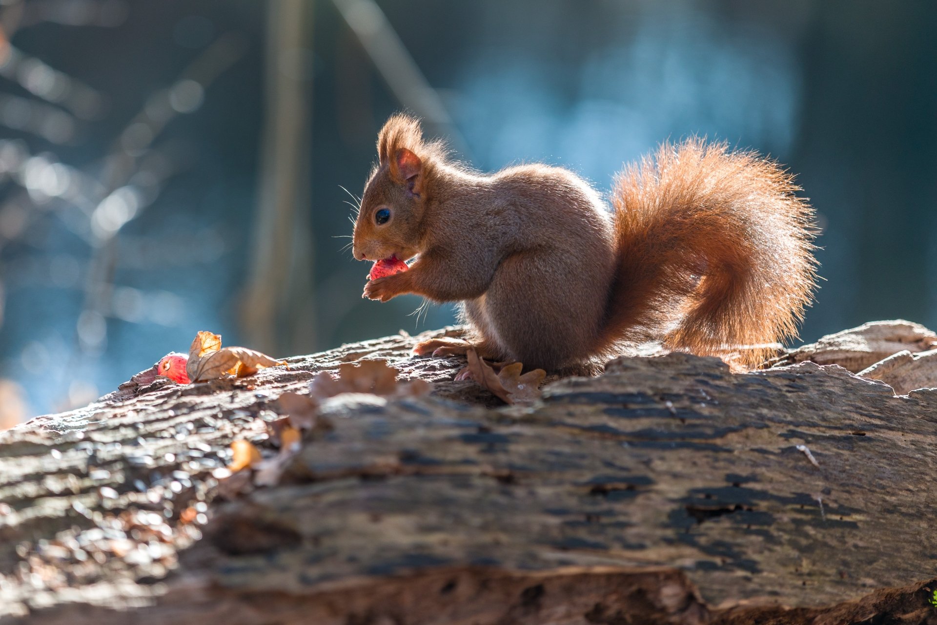 Download Rodent Animal Squirrel 4k Ultra HD Wallpaper