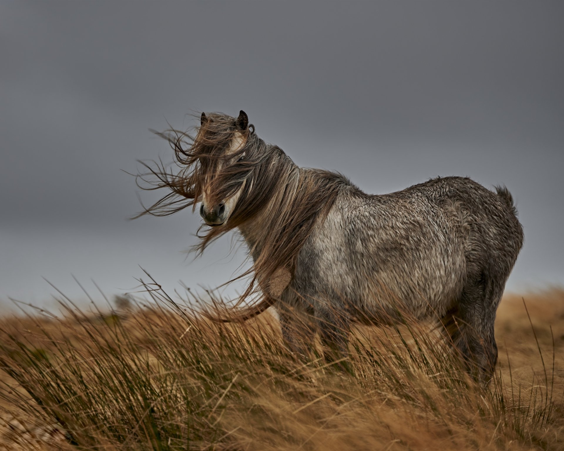 Majestic Horse in Wind | 4K Ultra HD Animal Wallpaper | 4832x3866 ...